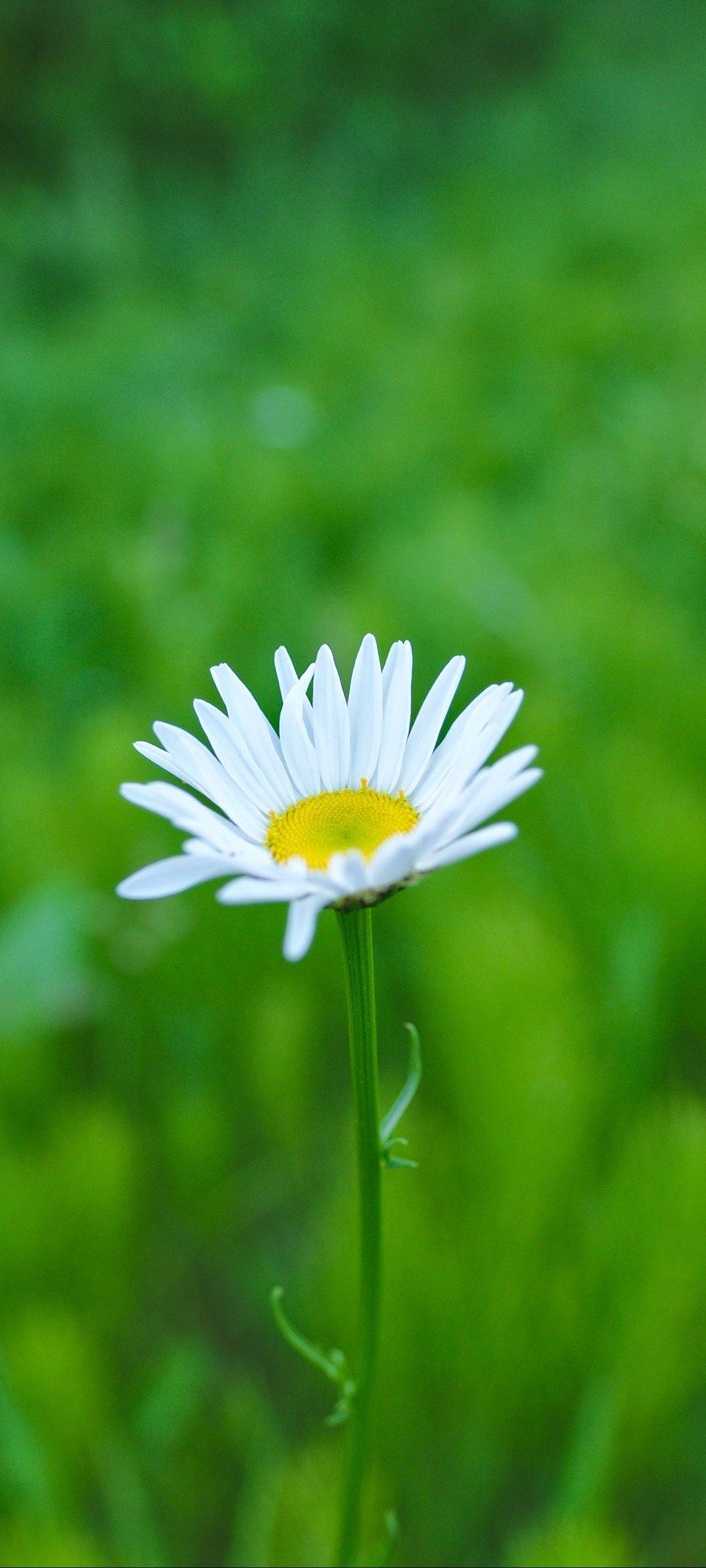 Grass and Flower Wallpapers - Top Free Grass and Flower Backgrounds ...