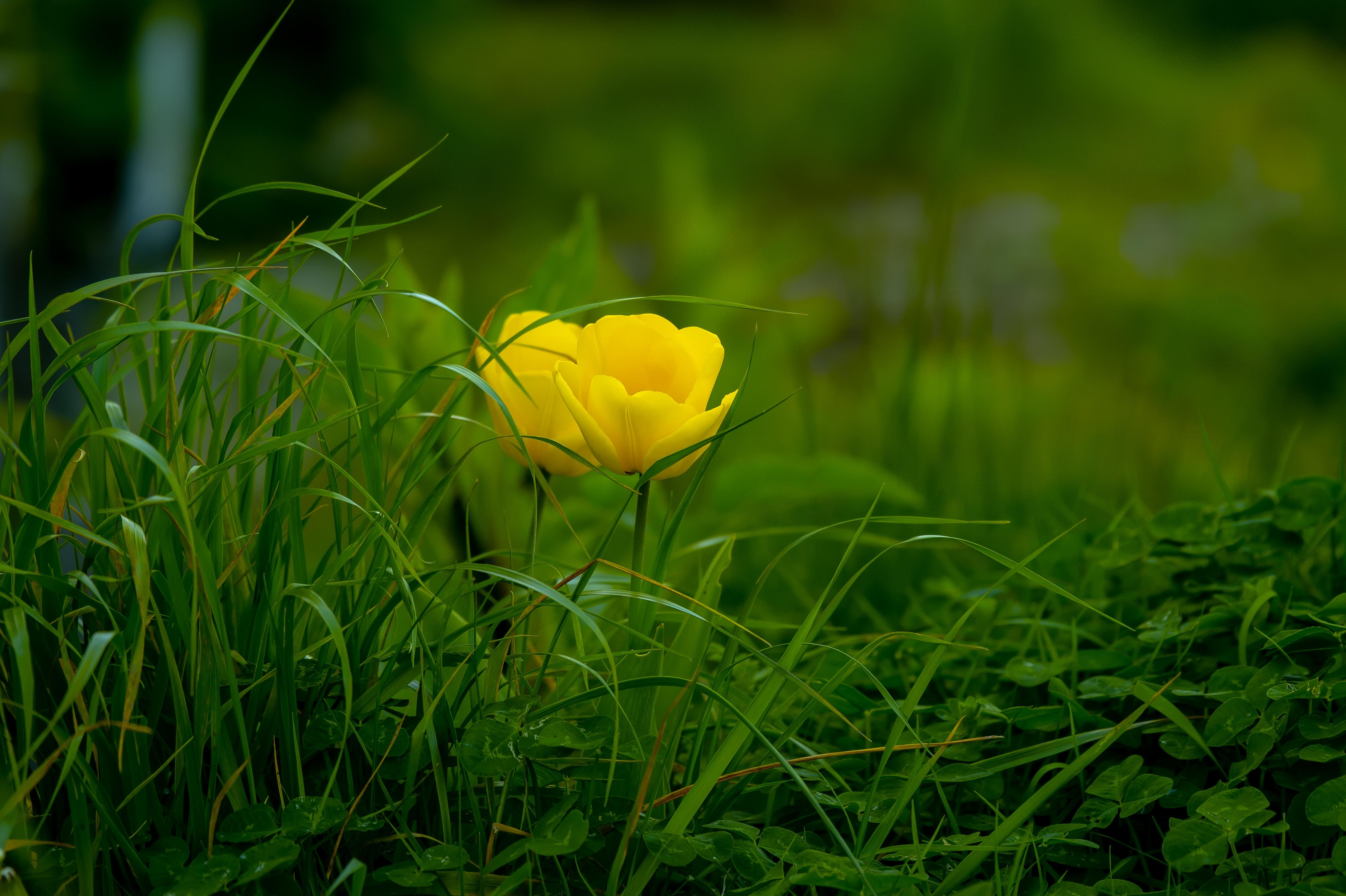 Grass and Flower Wallpapers - Top Free Grass and Flower Backgrounds ...