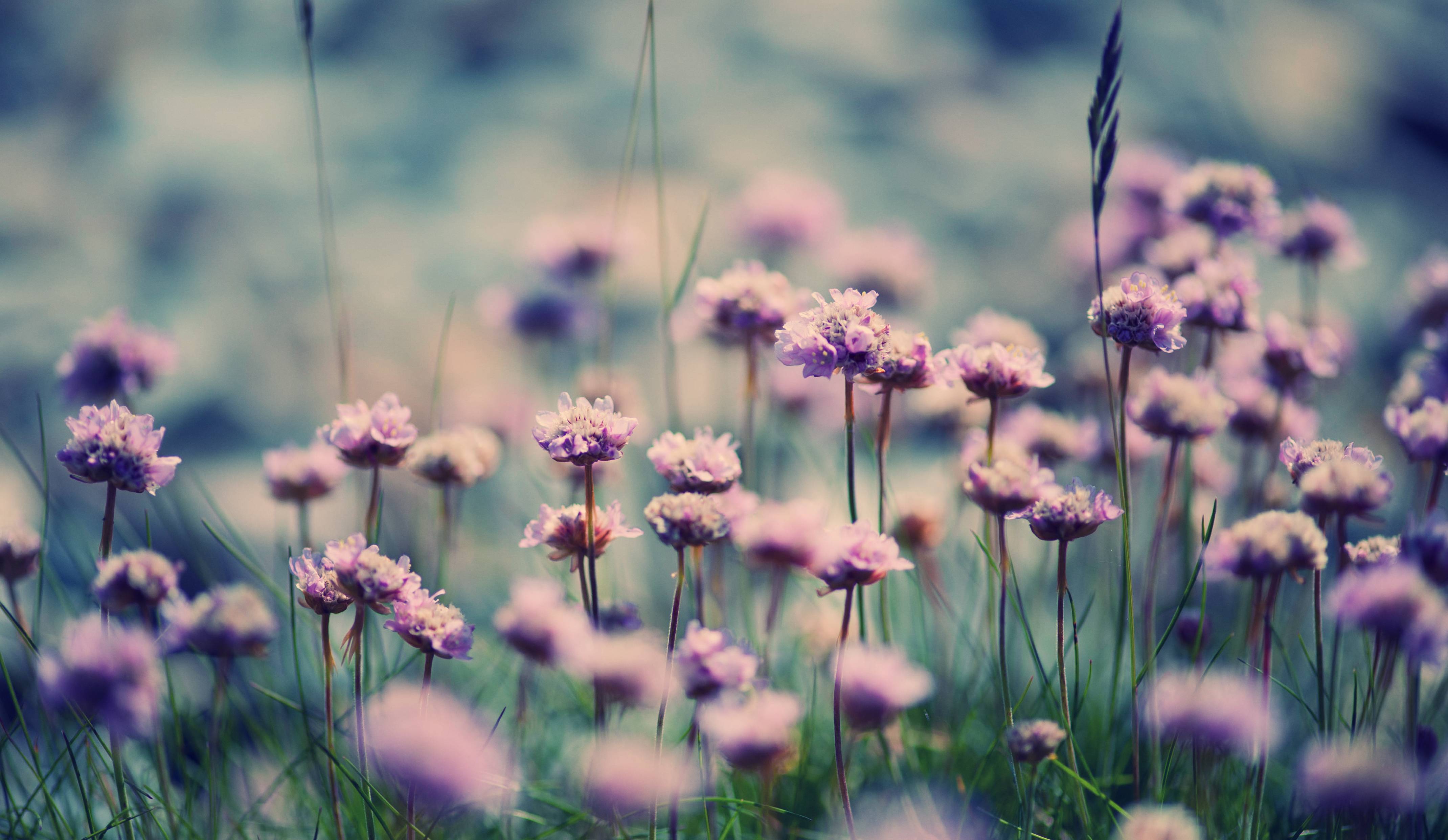 Grass and Flower Wallpapers - Top Free Grass and Flower Backgrounds ...