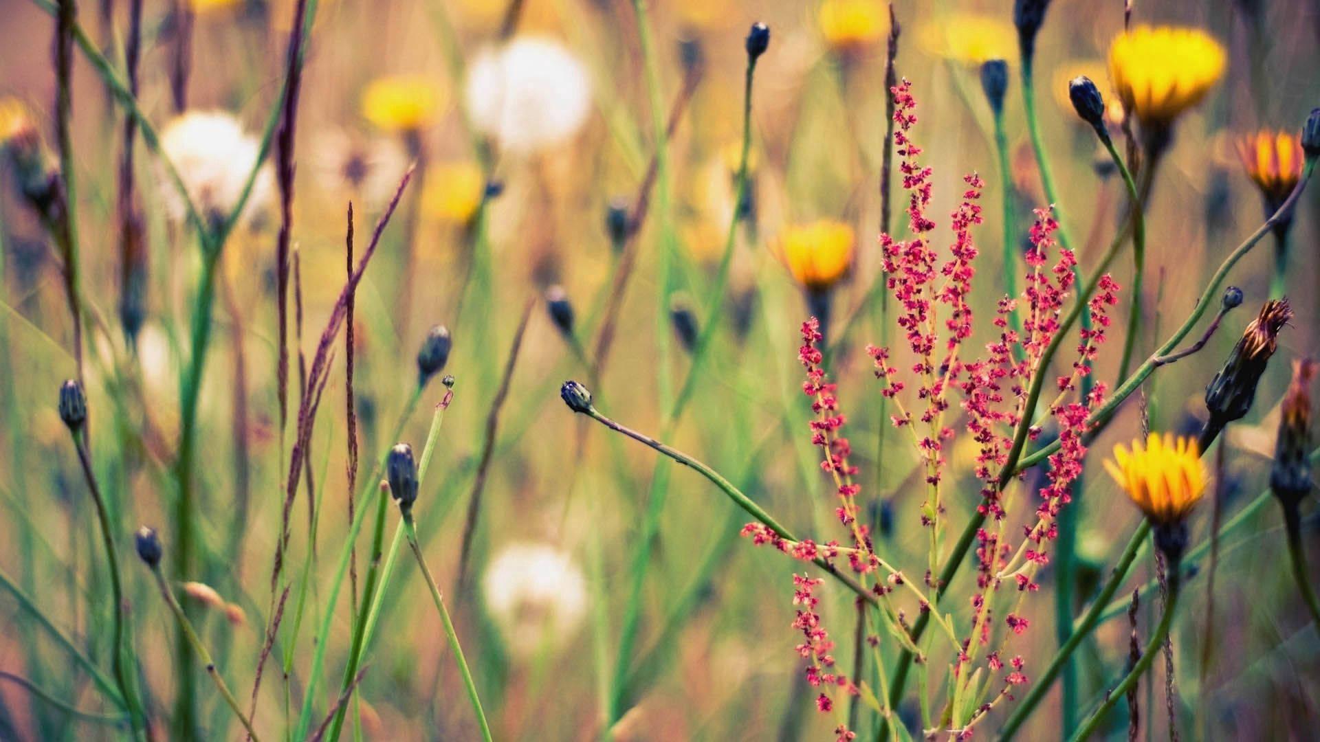 Grass and Flower Wallpapers - Top Free Grass and Flower Backgrounds ...