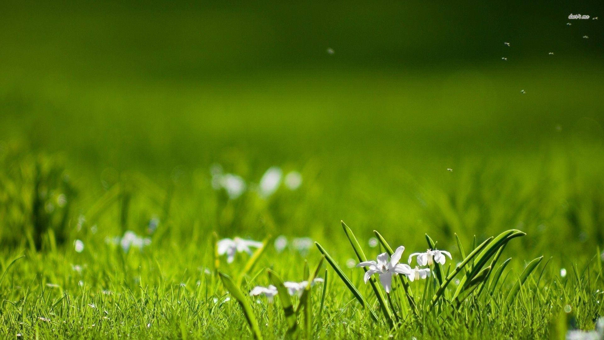 Grass and Flower Wallpapers - Top Free Grass and Flower Backgrounds ...