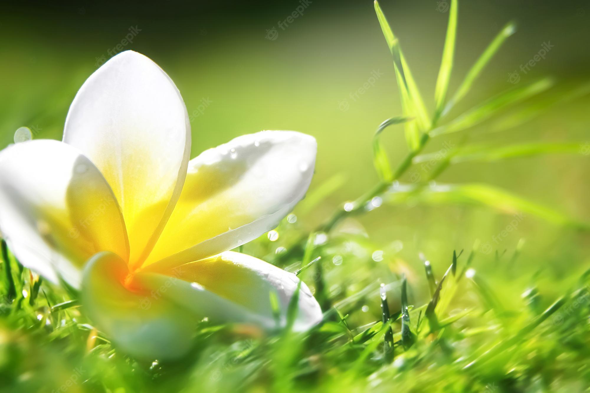 Grass and Flower Wallpapers - Top Free Grass and Flower Backgrounds ...