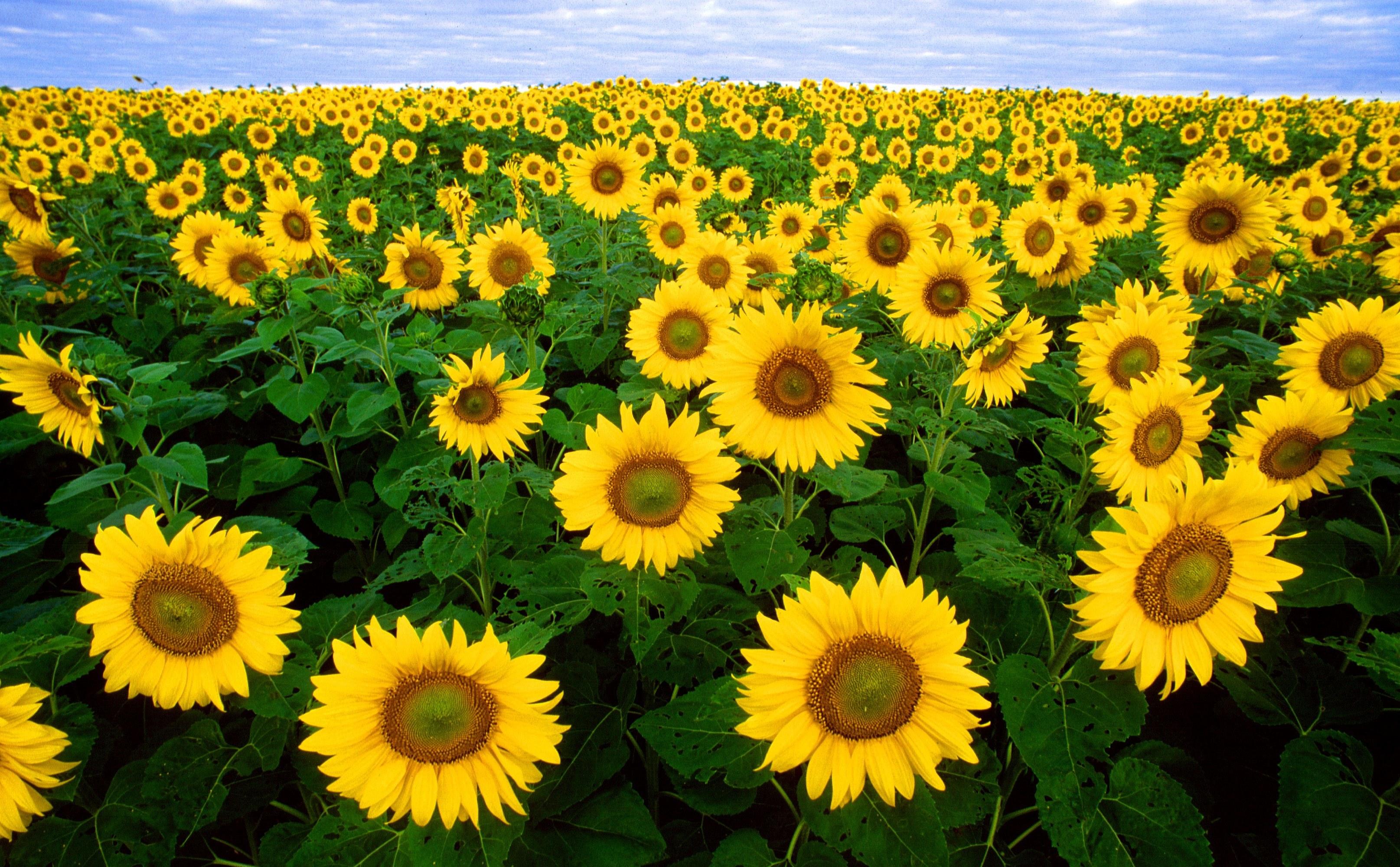 Sunflowers 8K Wallpapers - Top Free Sunflowers 8K Backgrounds ...