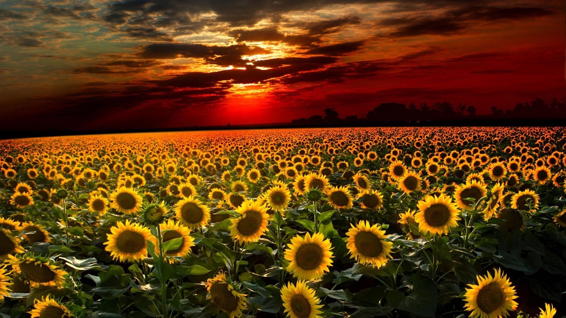 Sunflowers 8K Wallpapers - Top Free Sunflowers 8K Backgrounds ...