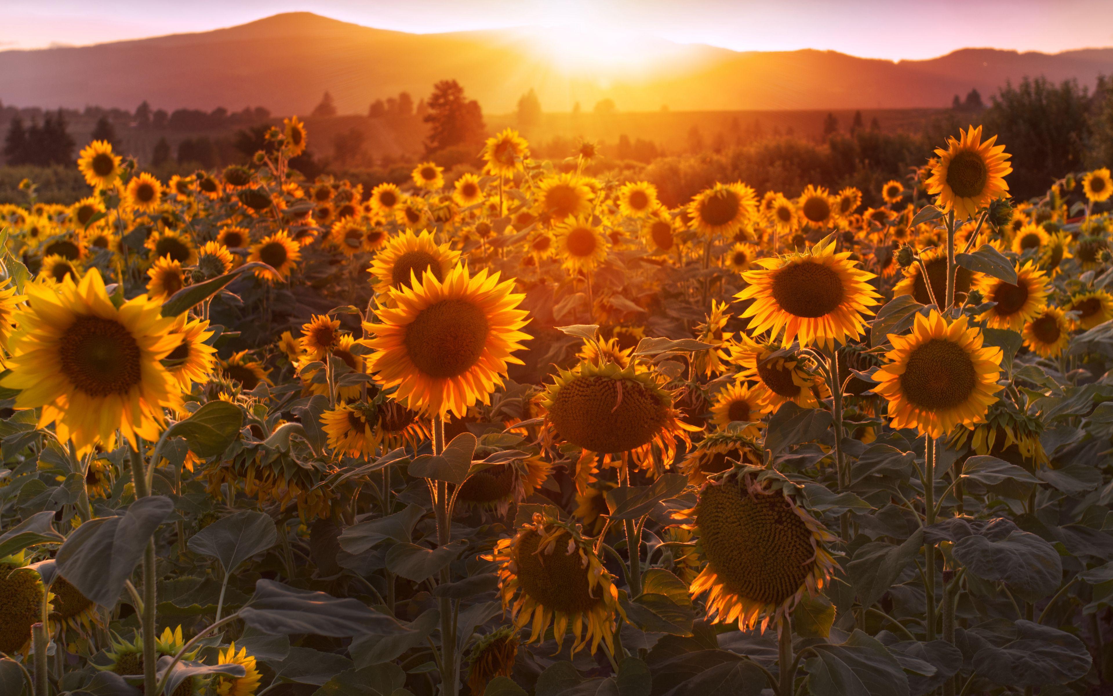 4K Mountain Sunflower Wallpapers - Top Free 4K Mountain Sunflower ...