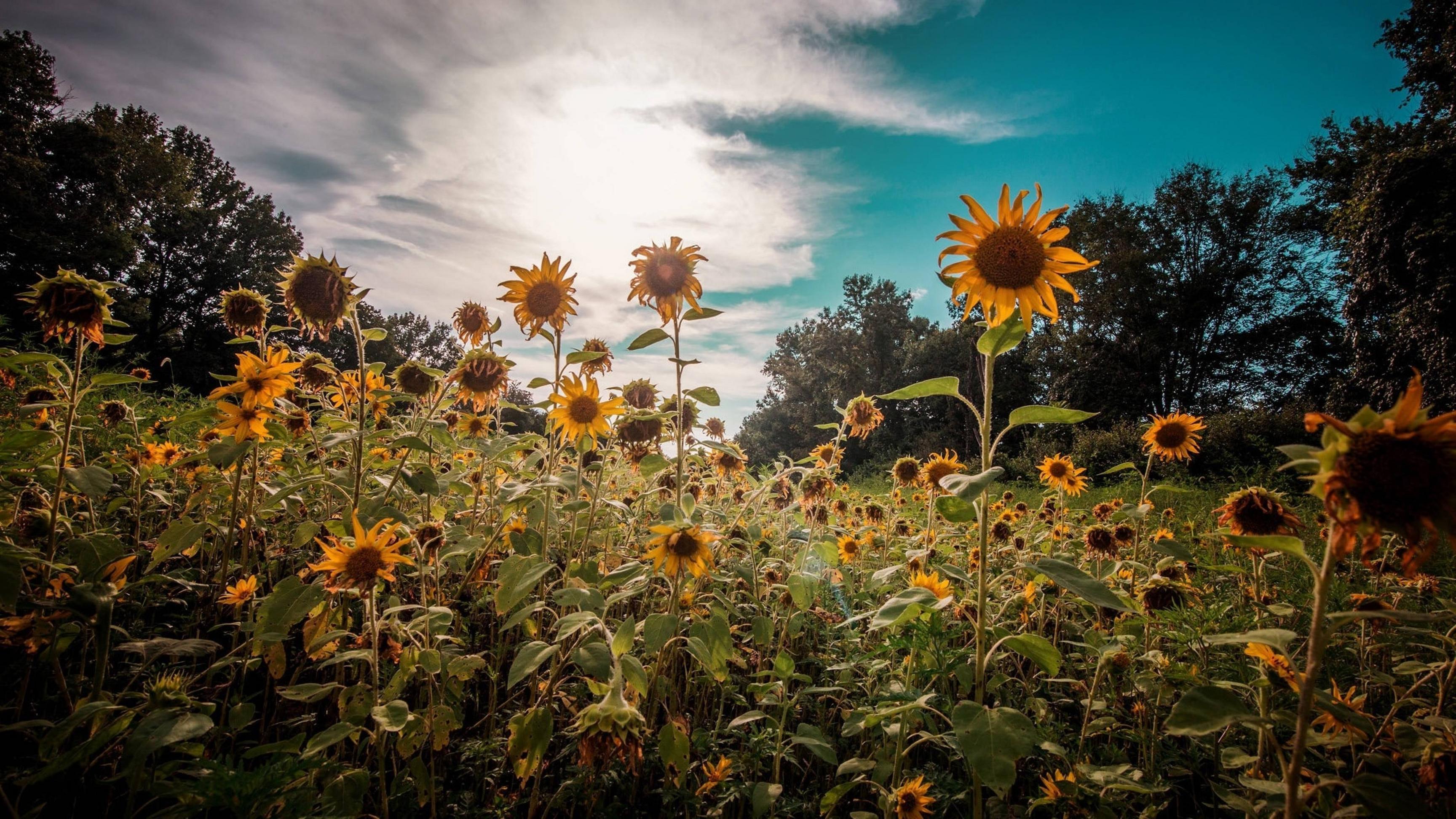 Sunflowers 8K Wallpapers - Top Free Sunflowers 8K Backgrounds ...