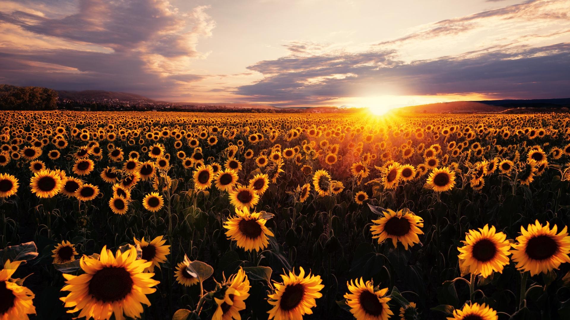 Sunflowers 8K Wallpapers - Top Free Sunflowers 8K Backgrounds ...