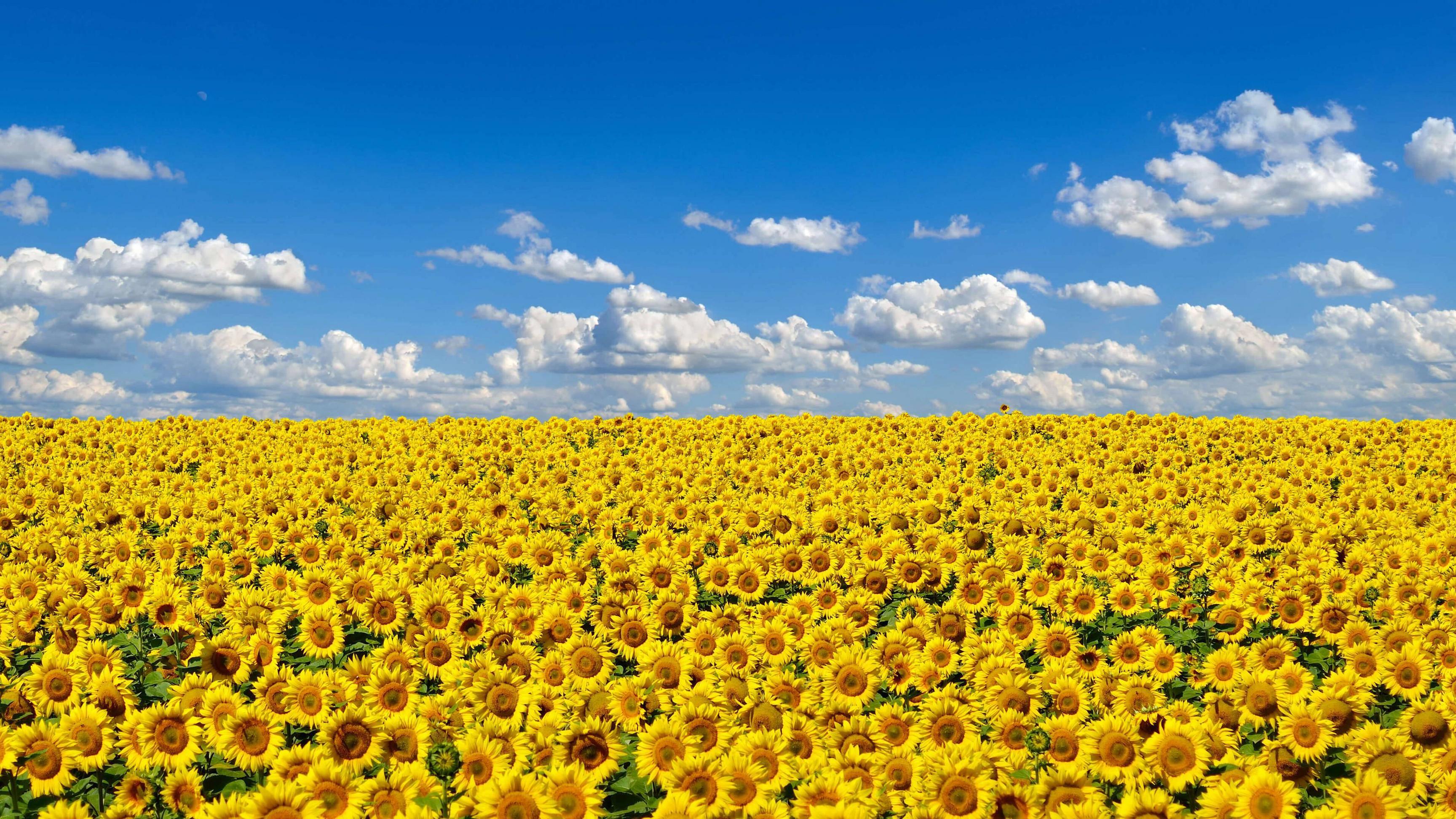 Sunflowers 8K Wallpapers - Top Free Sunflowers 8K Backgrounds ...