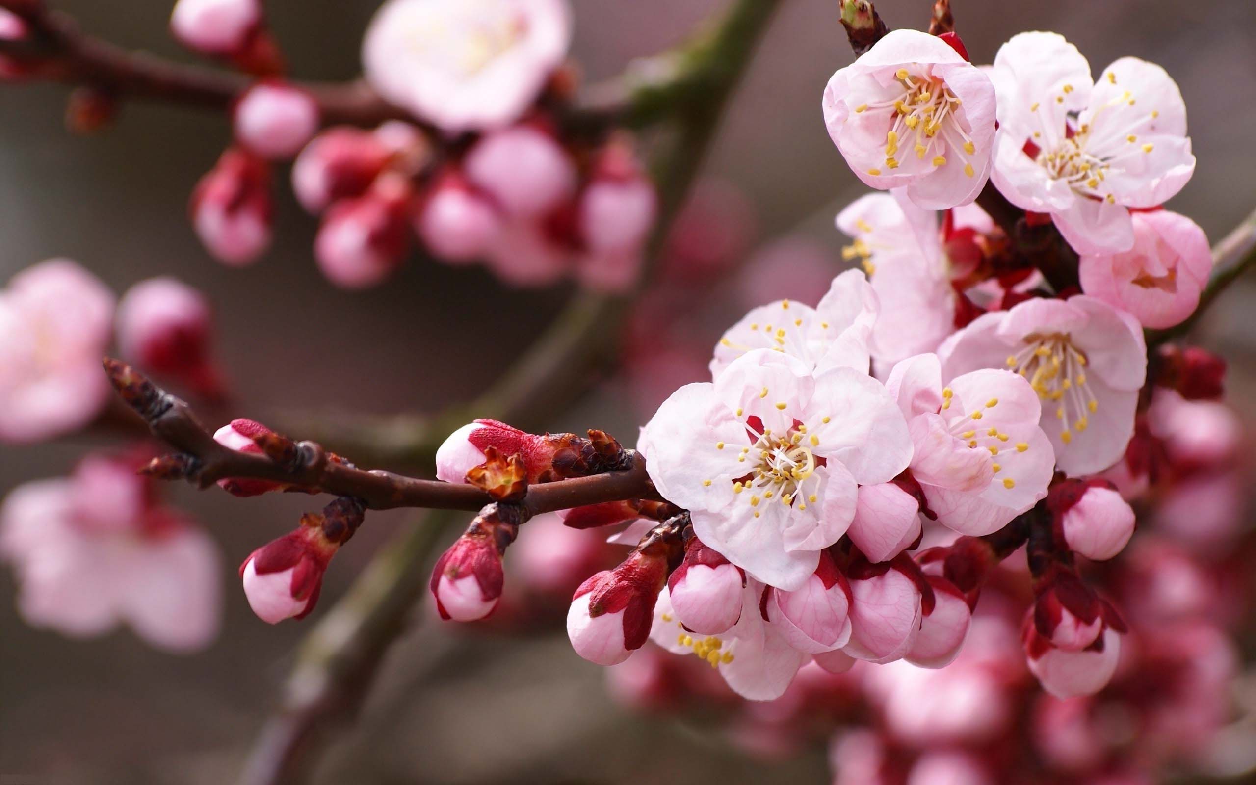 First Day of Spring Wallpapers - Top Free First Day of Spring ...