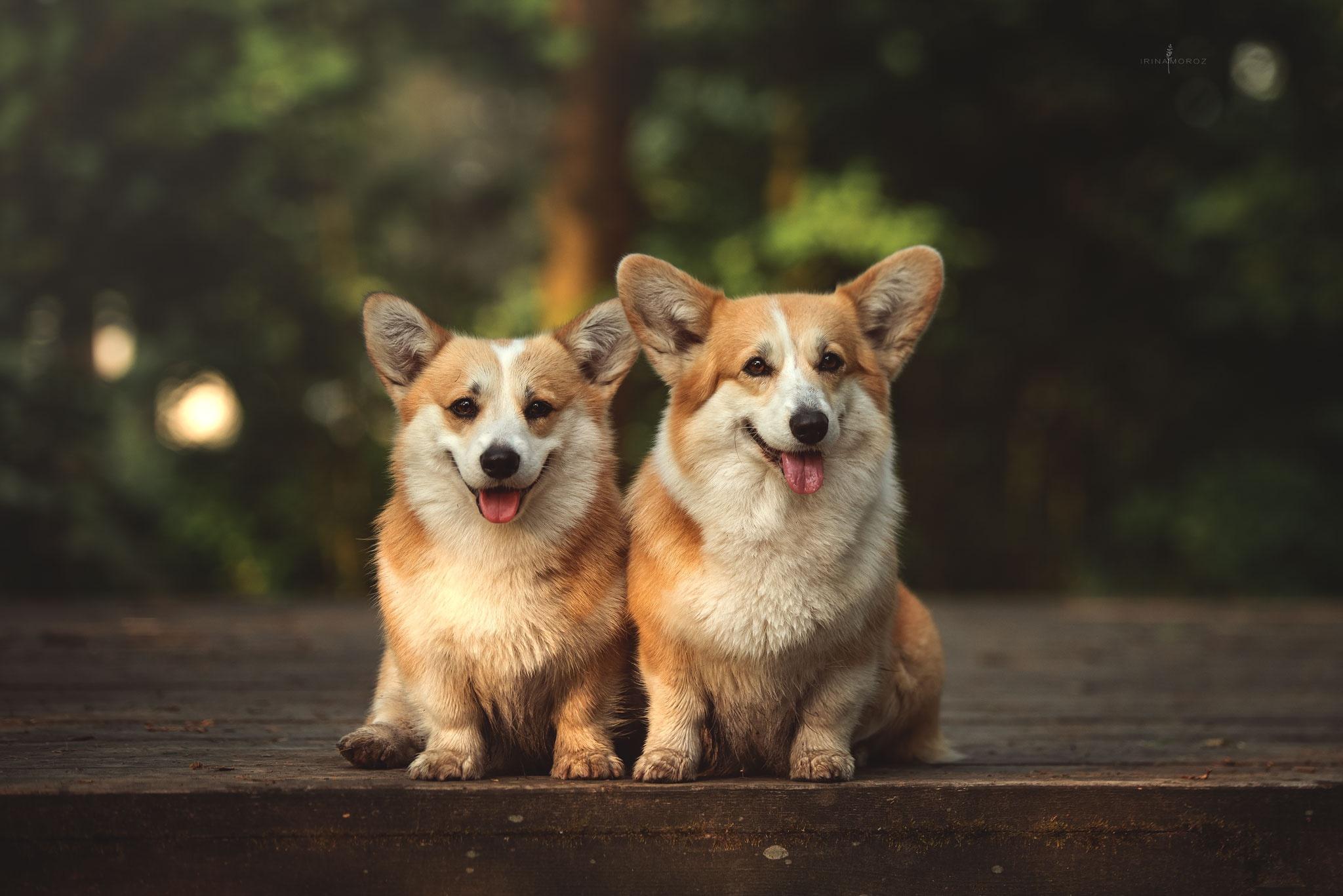 Corgi Laptop Wallpapers - Top Free Corgi Laptop Backgrounds ...