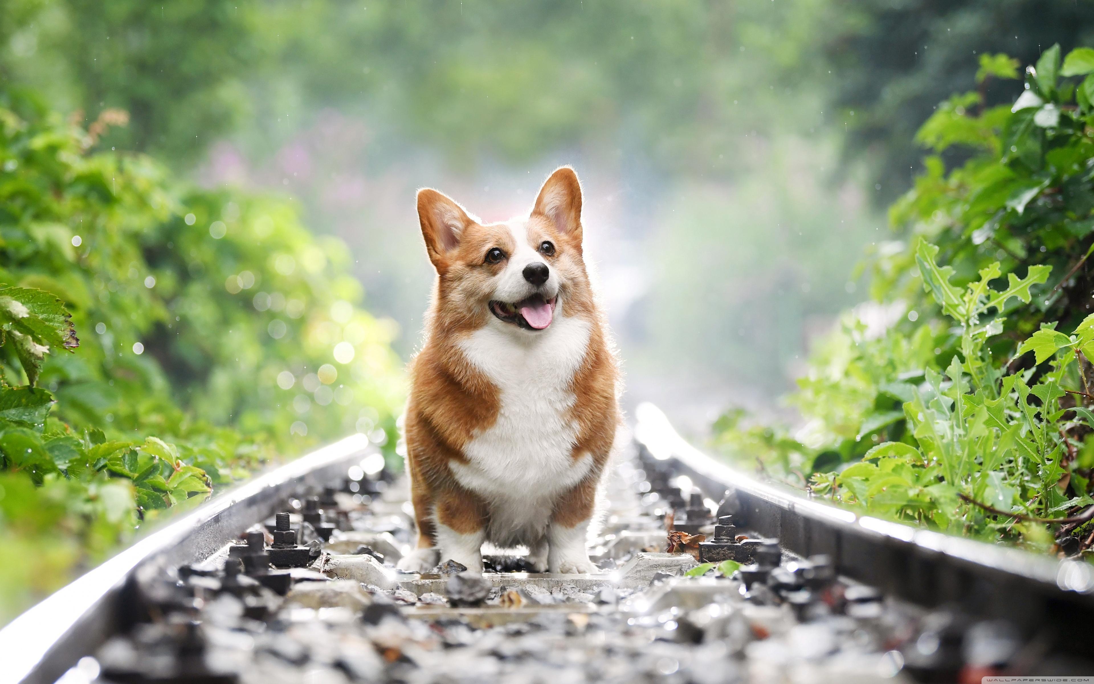 Corgi Laptop Wallpapers - Top Free Corgi Laptop Backgrounds ...