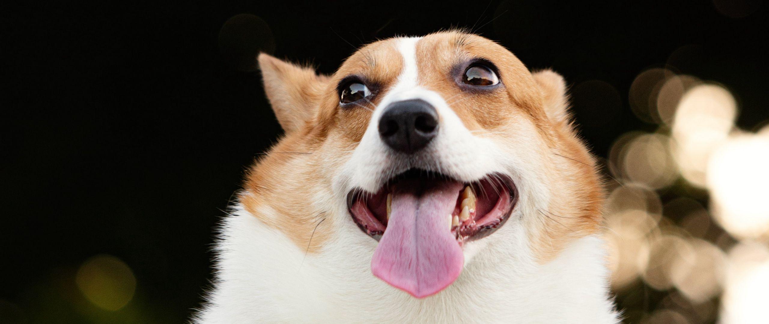 Corgi Laptop Wallpapers - Top Free Corgi Laptop Backgrounds ...
