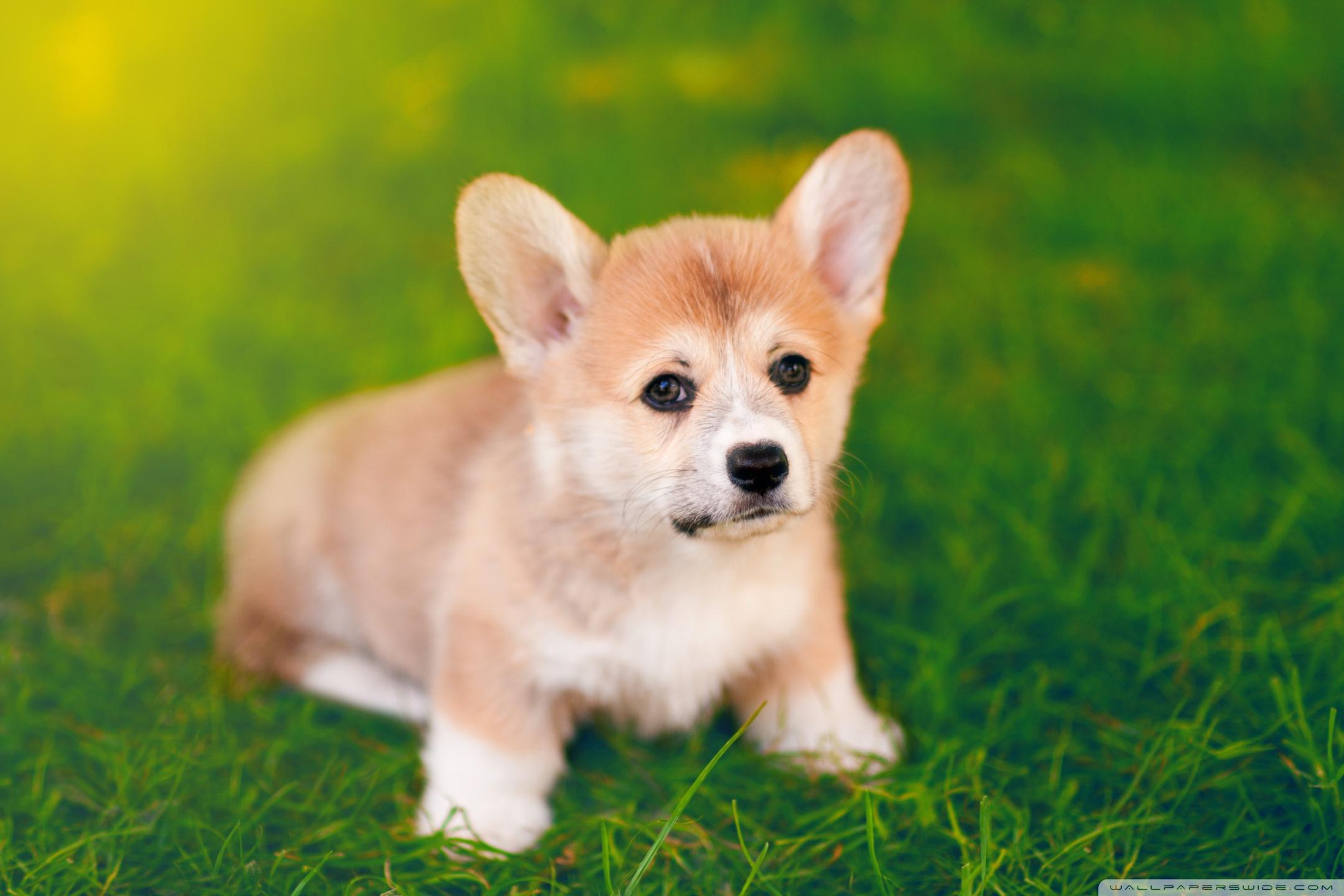 Corgi Laptop Wallpapers - Top Free Corgi Laptop Backgrounds - WallpaperAccess