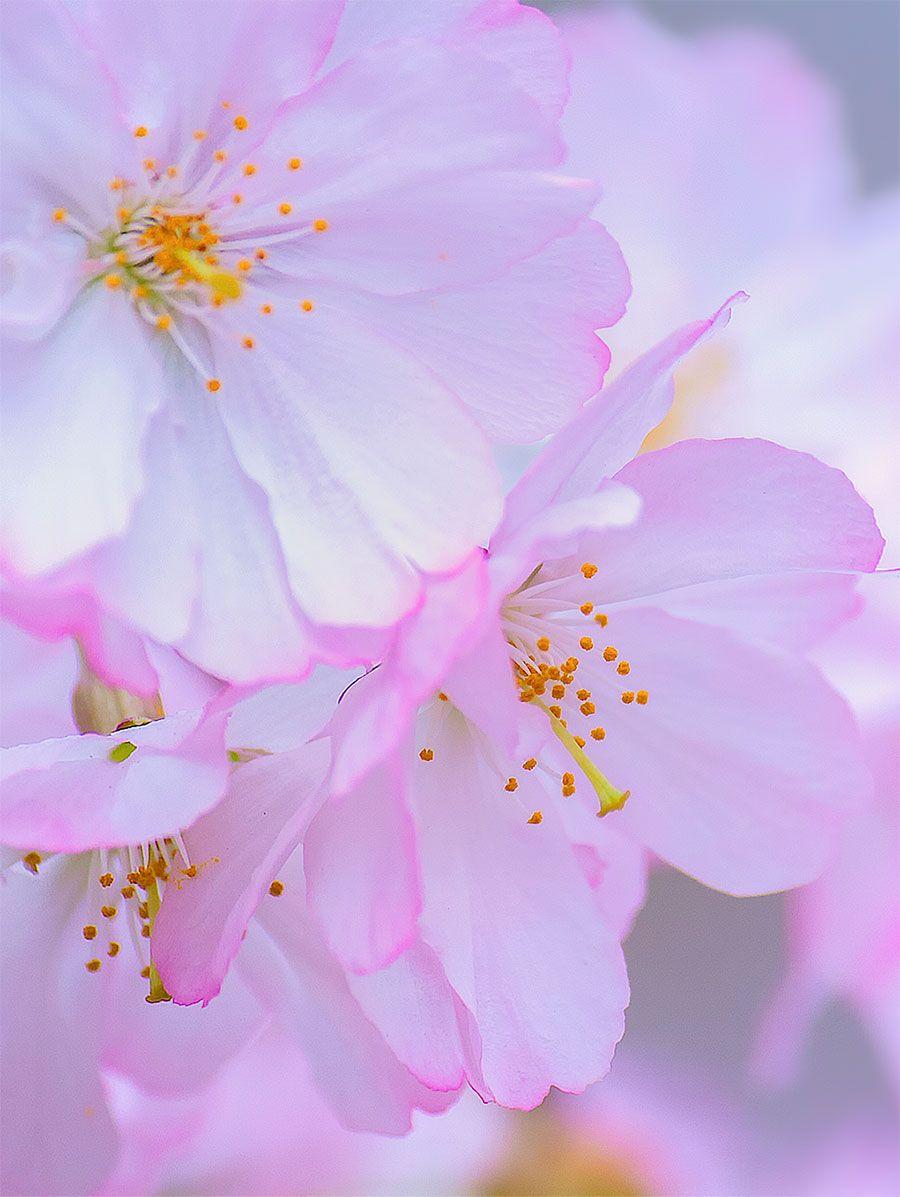 Spring Cherry Blossom Wallpapers - Top Free Spring Cherry Blossom Backgrounds - WallpaperAccess