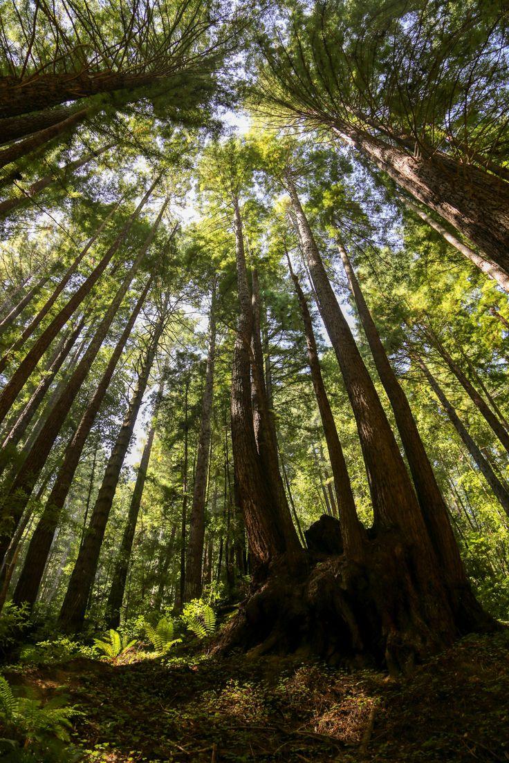 Santa Cruz Redwoods Wallpapers - Top Free Santa Cruz Redwoods ...