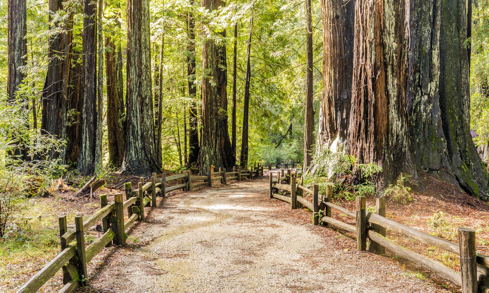 Santa Cruz Redwoods Wallpapers - Top Free Santa Cruz Redwoods ...