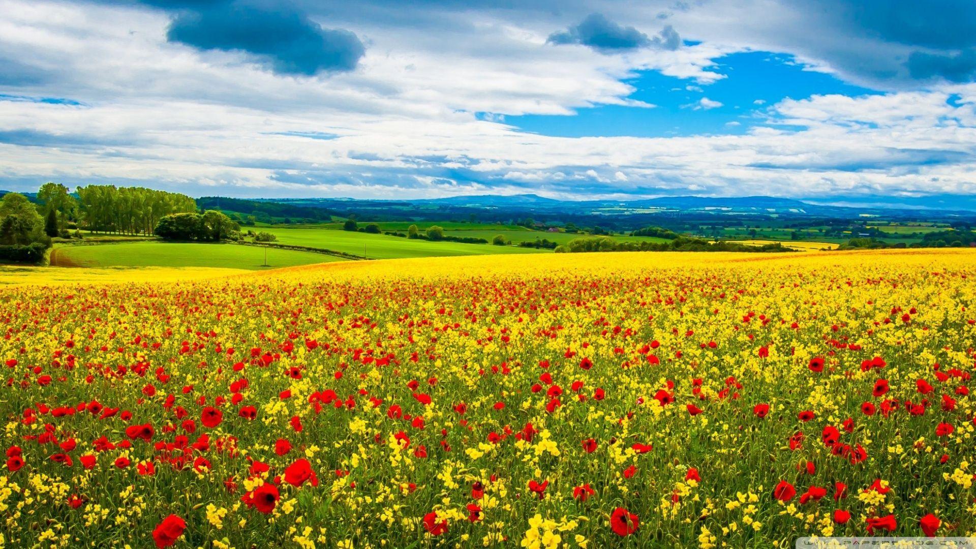 Spring Flower Fields Wallpapers - Top Free Spring Flower Fields ...