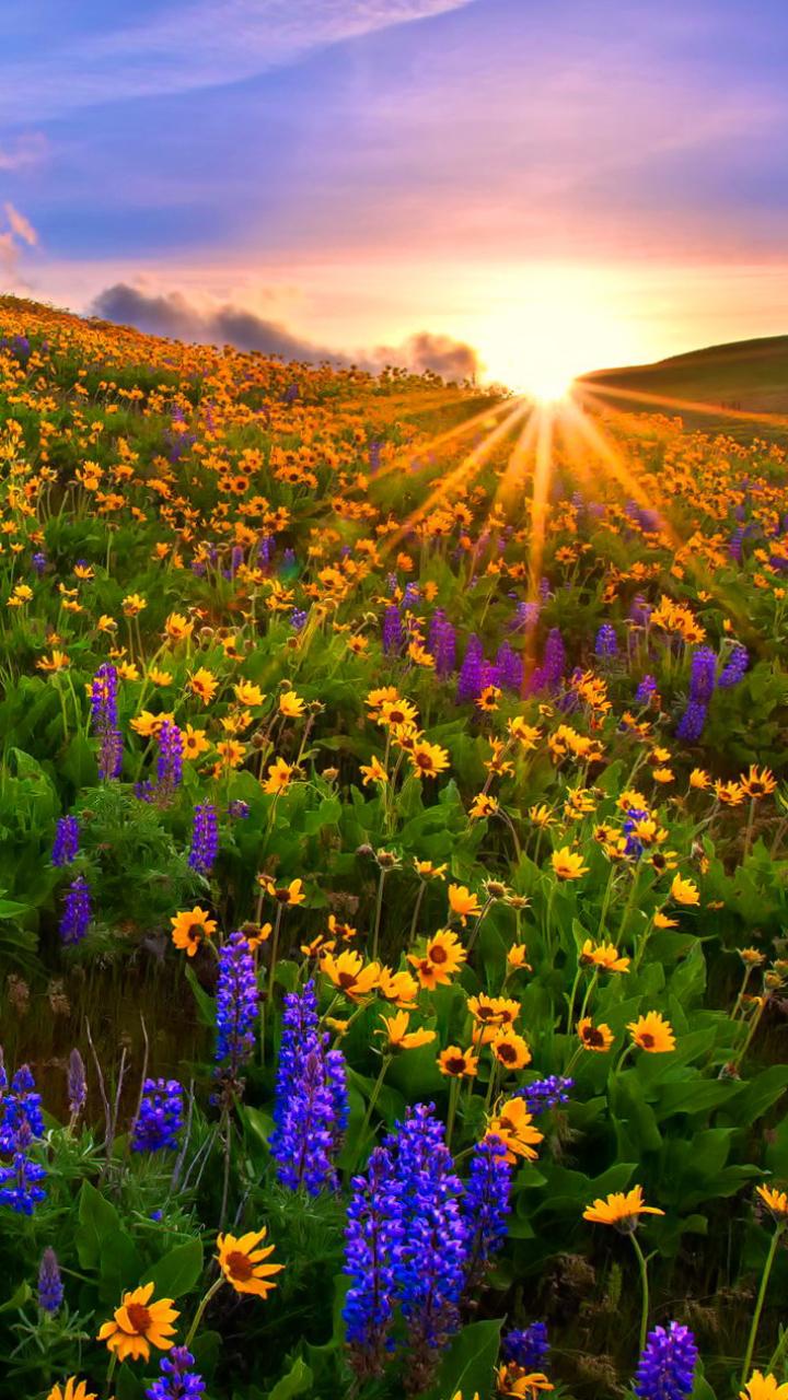 Spring Flower Fields Wallpapers - Top Free Spring Flower Fields ...