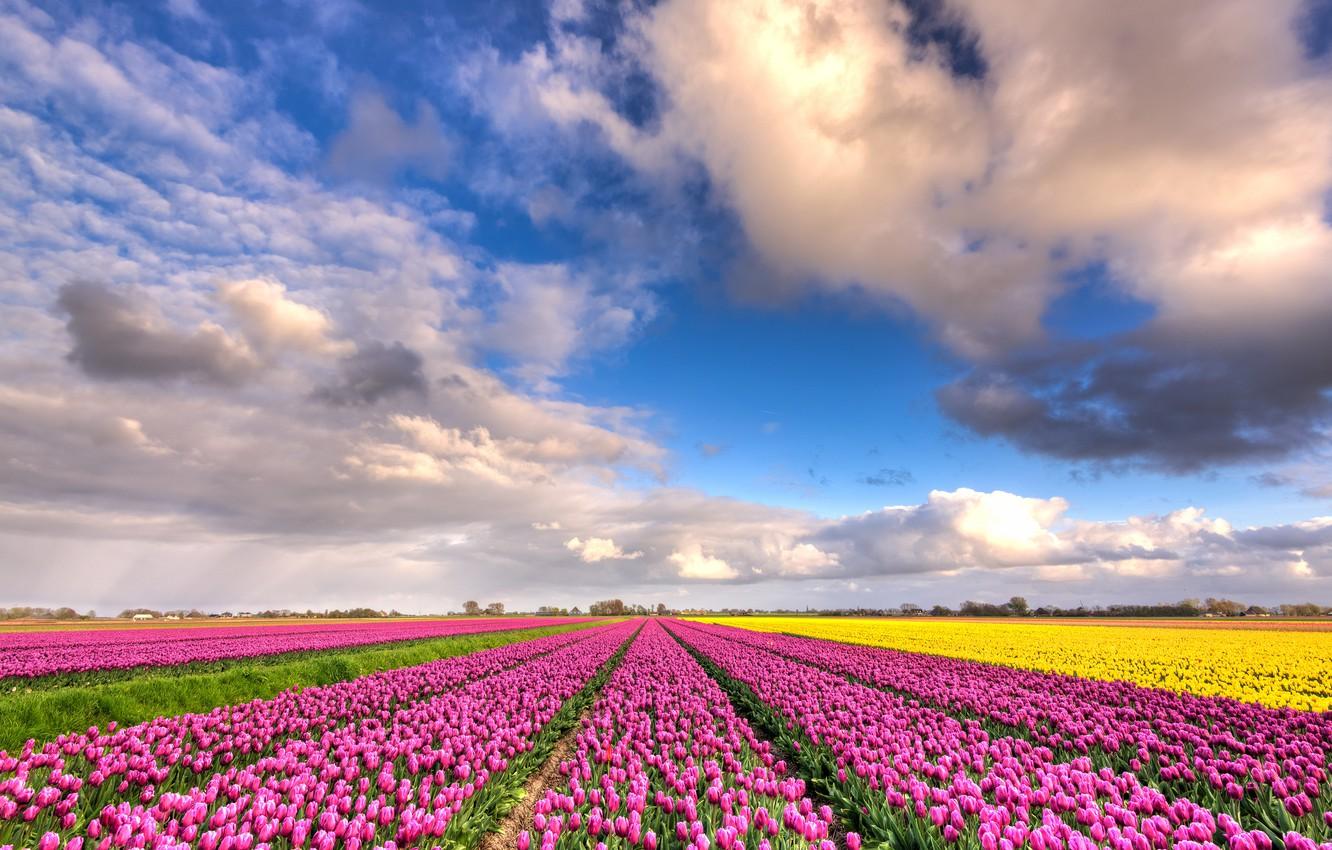 Spring Flower Fields Wallpapers - Top Free Spring Flower Fields ...