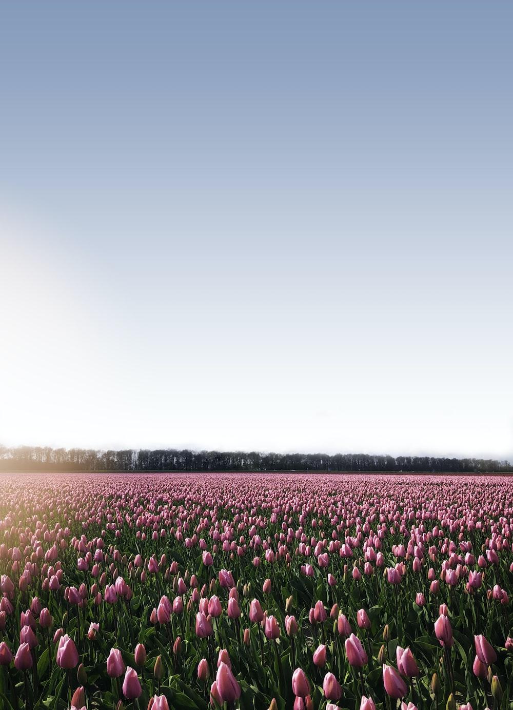 Spring Flower Fields Wallpapers - Top Free Spring Flower Fields ...