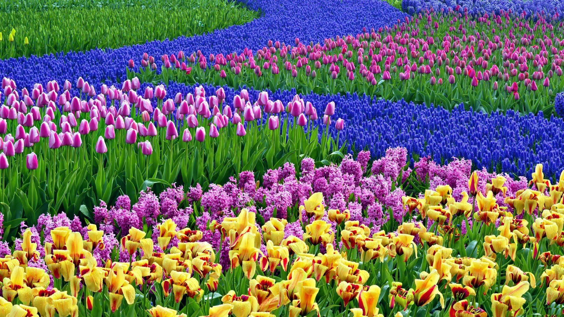 Spring Flower Fields Wallpapers - Top Free Spring Flower Fields ...
