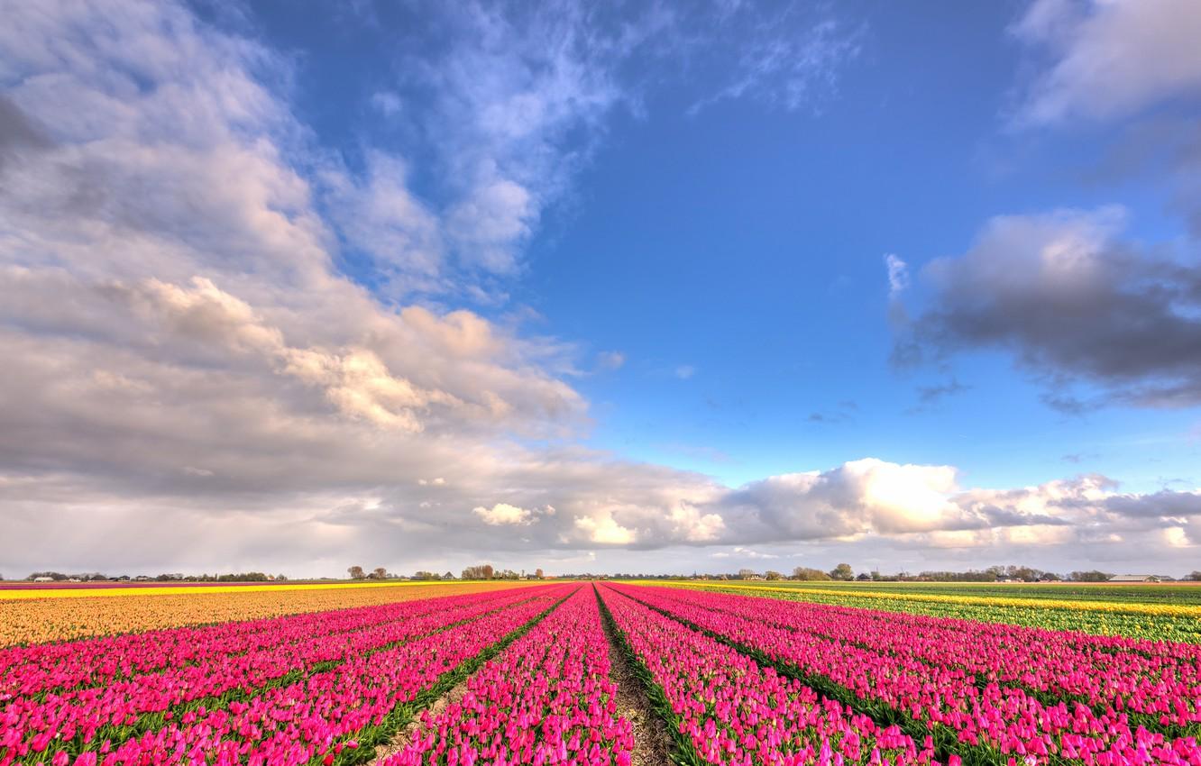 Spring Flower Fields Wallpapers - Top Free Spring Flower Fields ... Spring Flower Fields Wallpapers - Top Free Spring Flower Fields ...