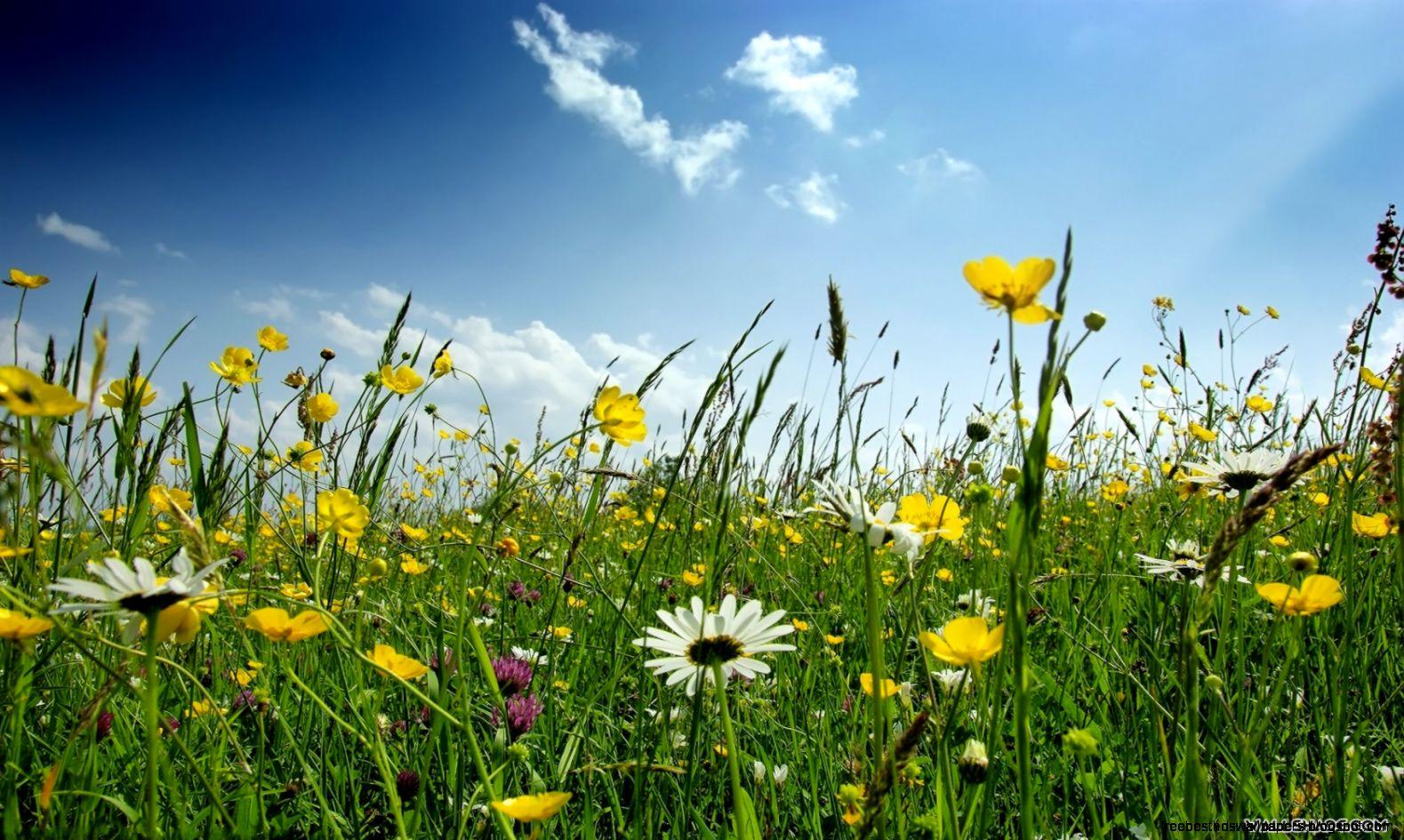 Spring Flower Fields Wallpapers - Top Free Spring Flower Fields ...