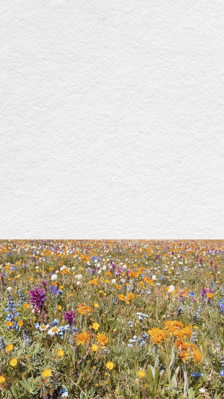 Spring Flower Fields Wallpapers - Top Free Spring Flower Fields ... Spring Flower Fields Wallpapers - Top Free Spring Flower Fields ...