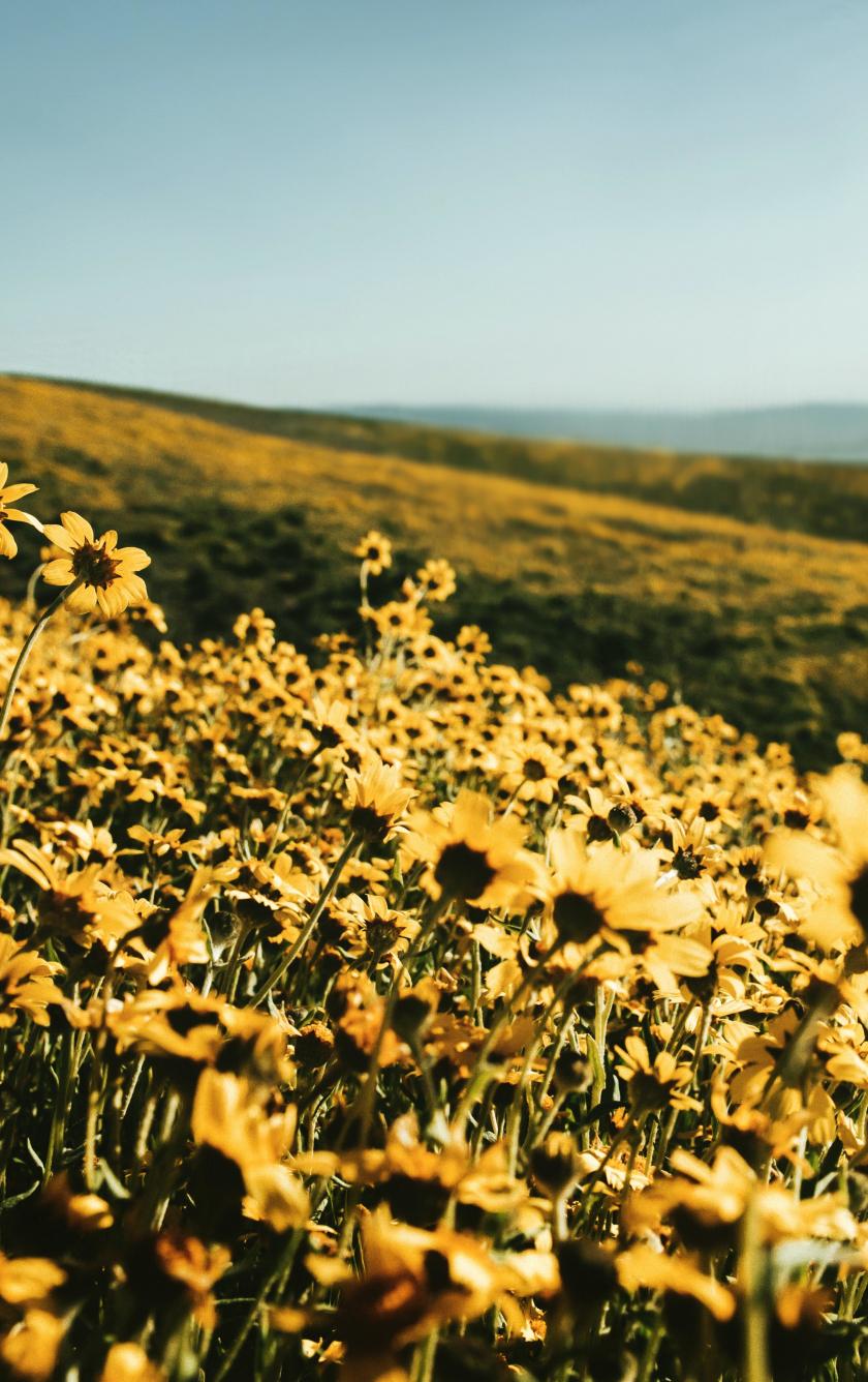 Spring Flower Fields Wallpapers - Top Free Spring Flower Fields ... Spring Flower Fields Wallpapers - Top Free Spring Flower Fields ...