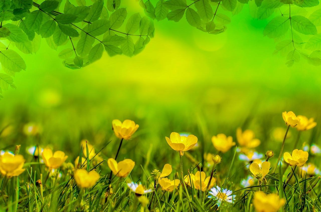 Spring Flower Fields Wallpapers - Top Free Spring Flower Fields ...