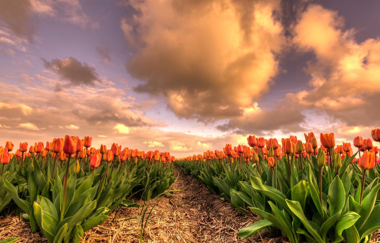Spring Flower Fields Wallpapers - Top Free Spring Flower Fields ...