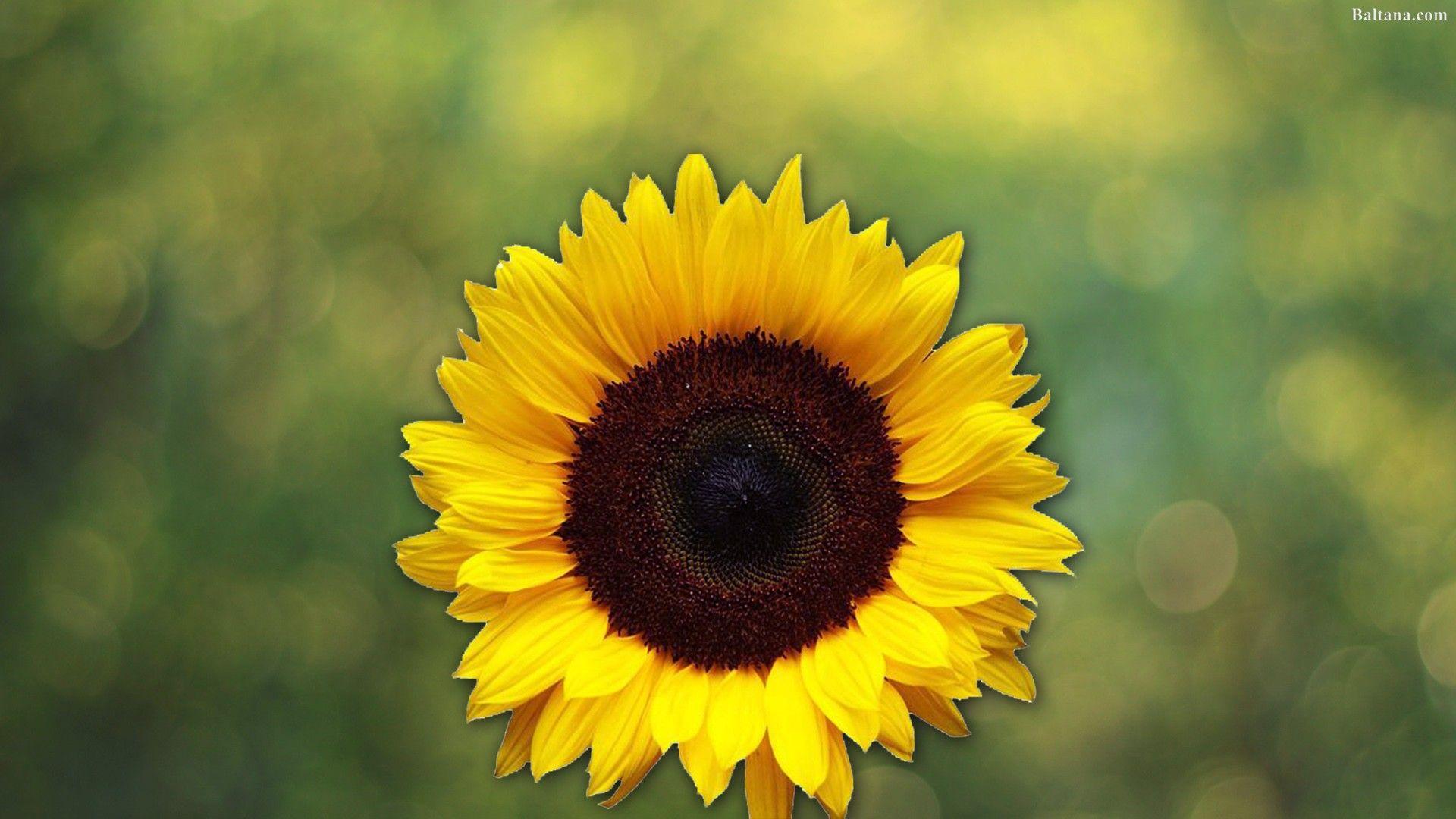 Single Sunflower Desktop Wallpapers - Top Free Single Sunflower Desktop ...