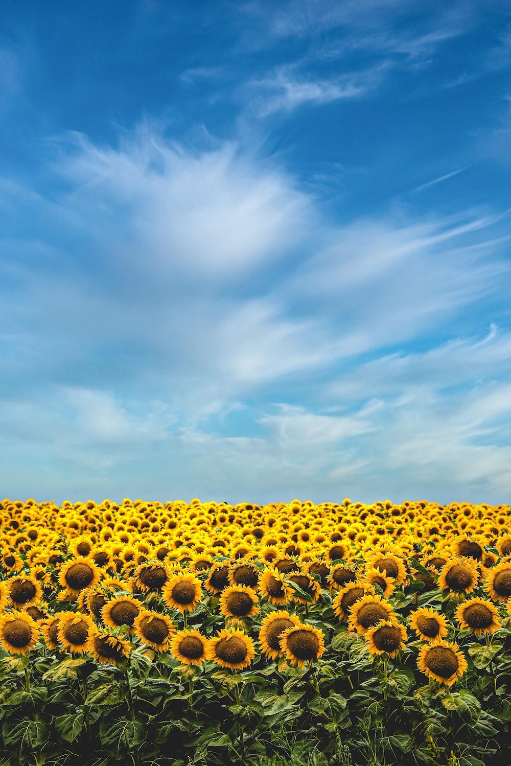 Summer Sunflower Wallpapers - Top Free Summer Sunflower Backgrounds ...