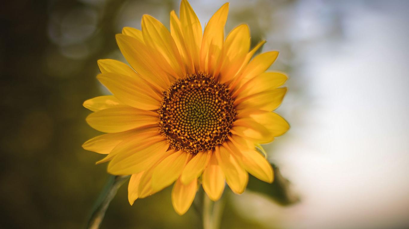 Single Sunflower Desktop Wallpapers - Top Free Single Sunflower Desktop ...