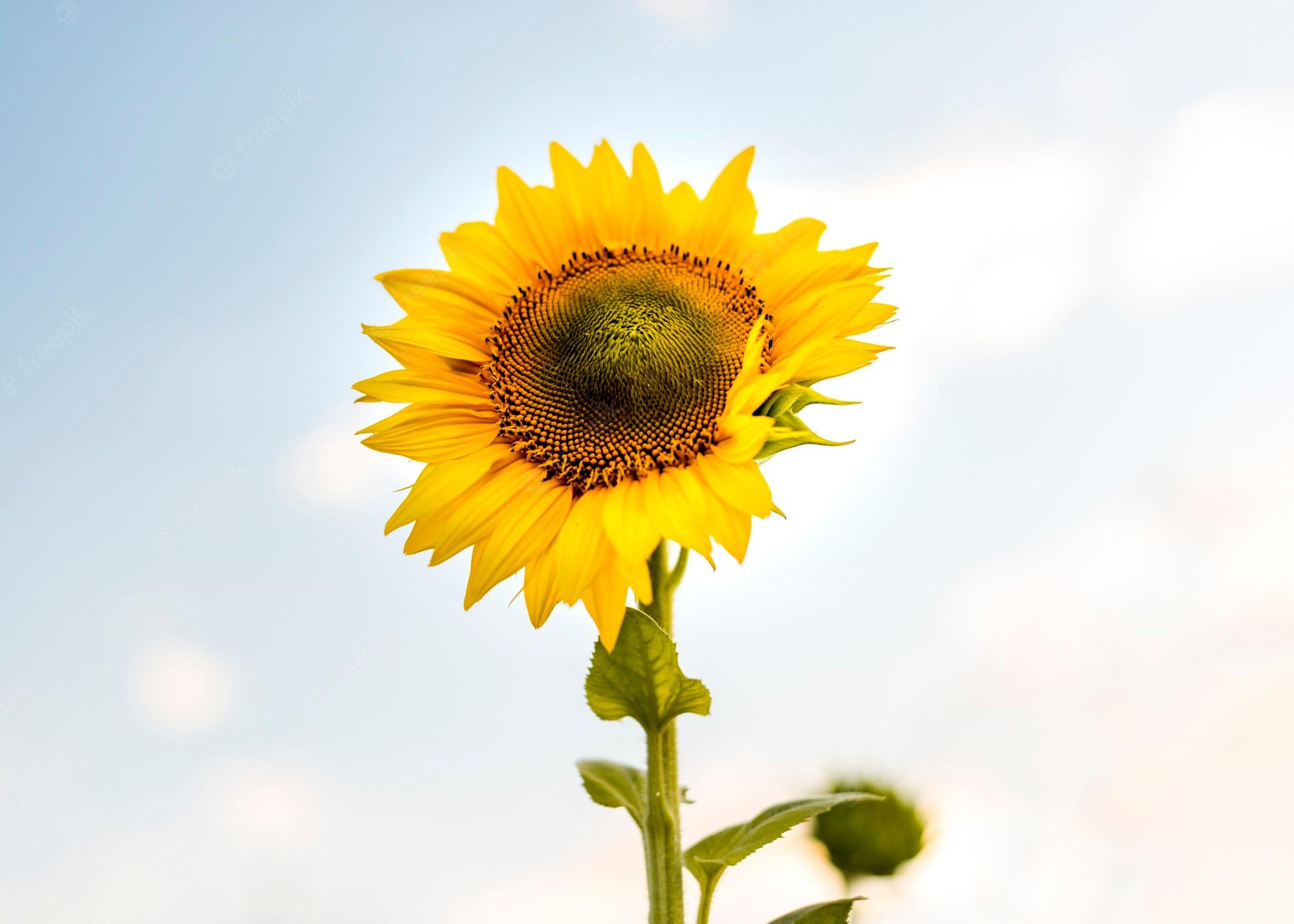 Single Sunflower Desktop Wallpapers - Top Free Single Sunflower Desktop ...