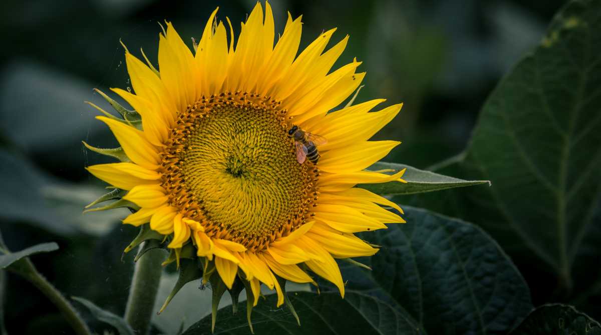 Single Sunflower Desktop Wallpapers - Top Free Single Sunflower Desktop ...