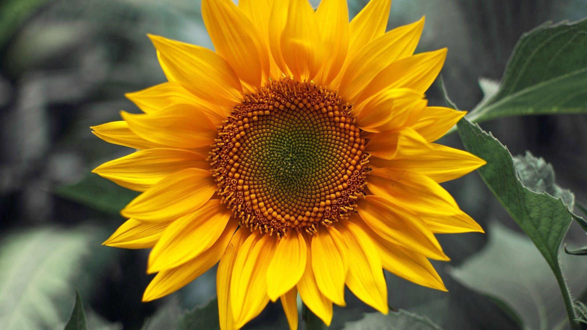 Single Sunflower Desktop Wallpapers - Top Free Single Sunflower Desktop ...