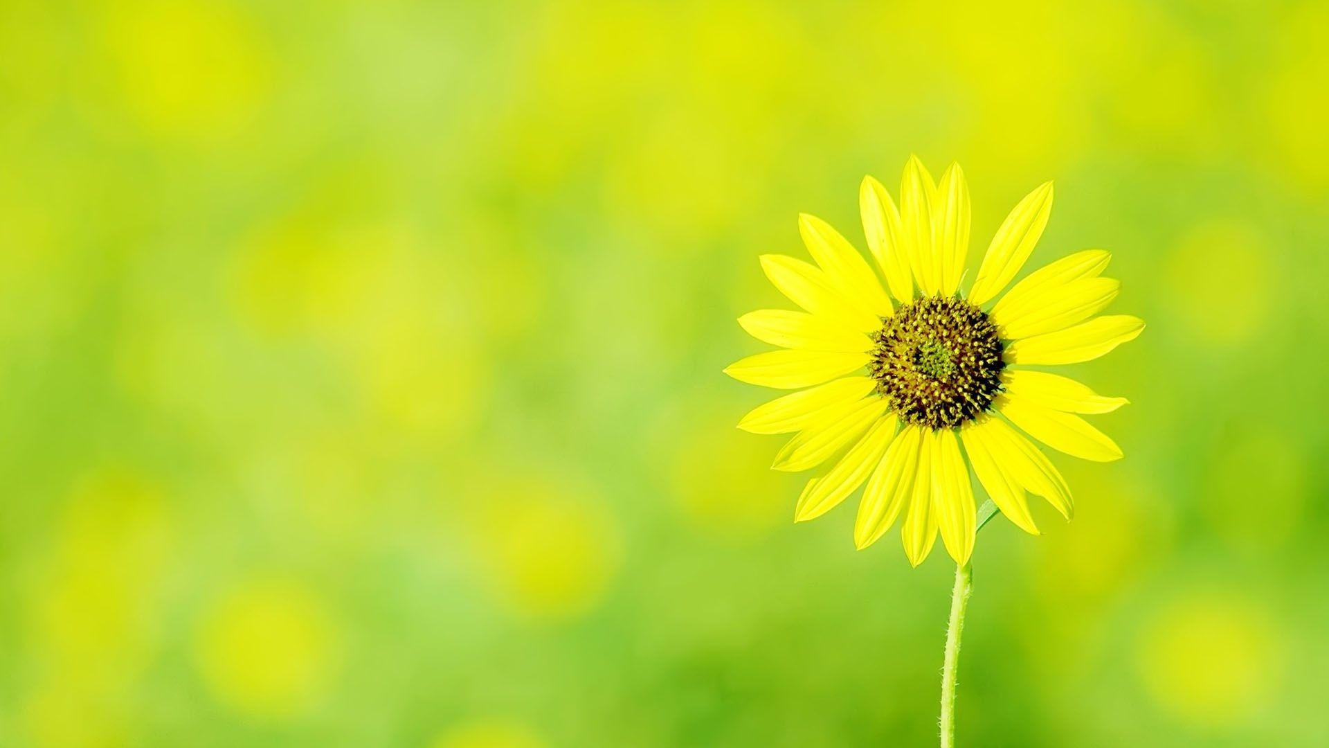 Single Sunflower Desktop Wallpapers - Top Free Single Sunflower Desktop Backgrounds ...