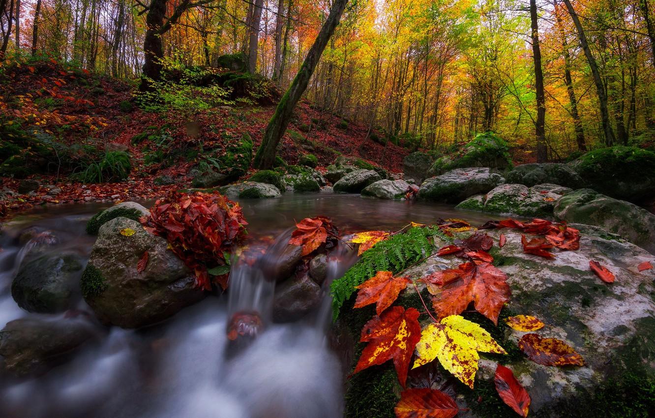 Autumn Stream Wallpapers - Top Free Autumn Stream Backgrounds ...