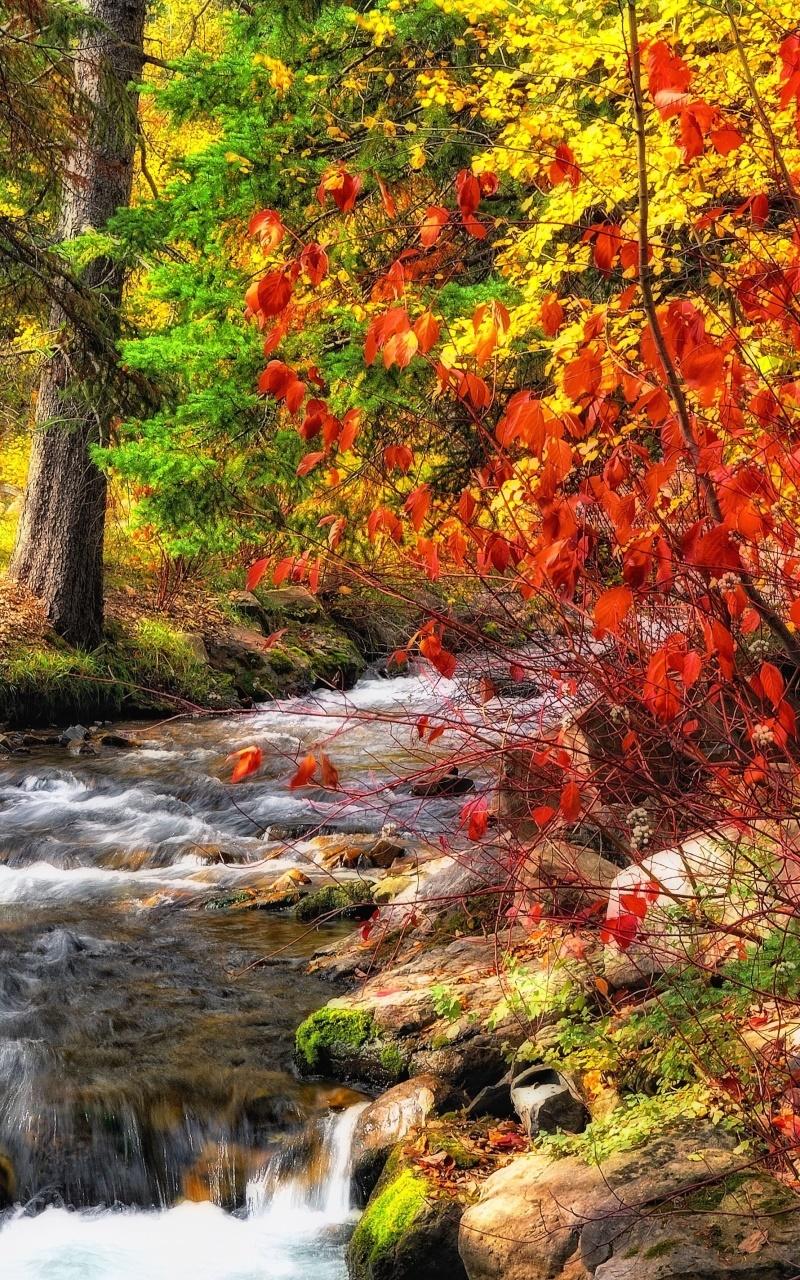 Autumn Stream Wallpapers - Top Free Autumn Stream Backgrounds ...