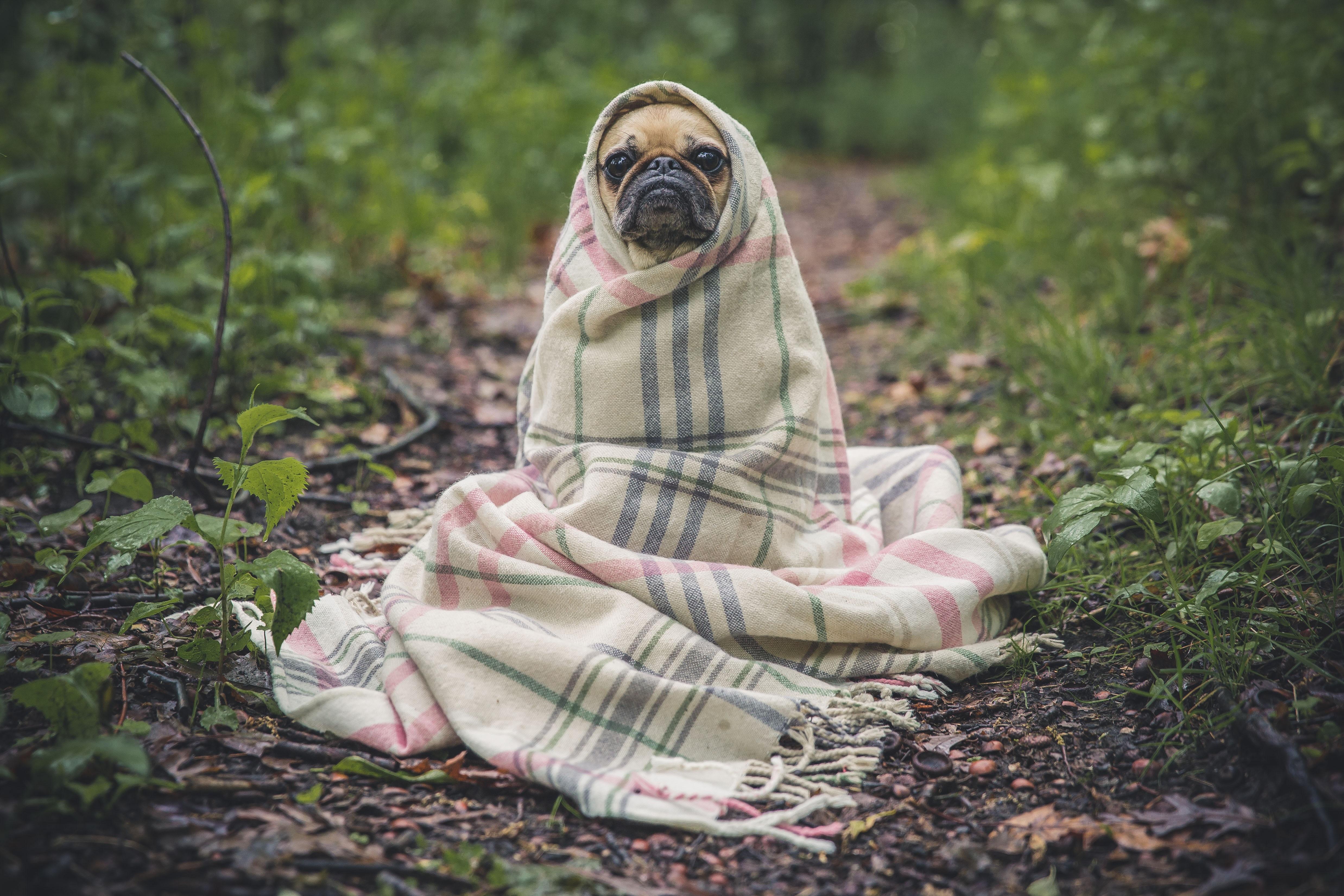 Funny Nature Wallpapers - Top Free Funny Nature Backgrounds ...