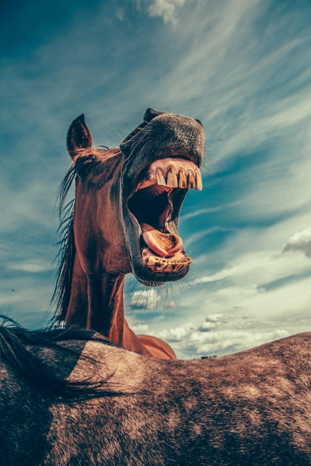 Funny Nature Wallpapers - Top Free Funny Nature Backgrounds ...
