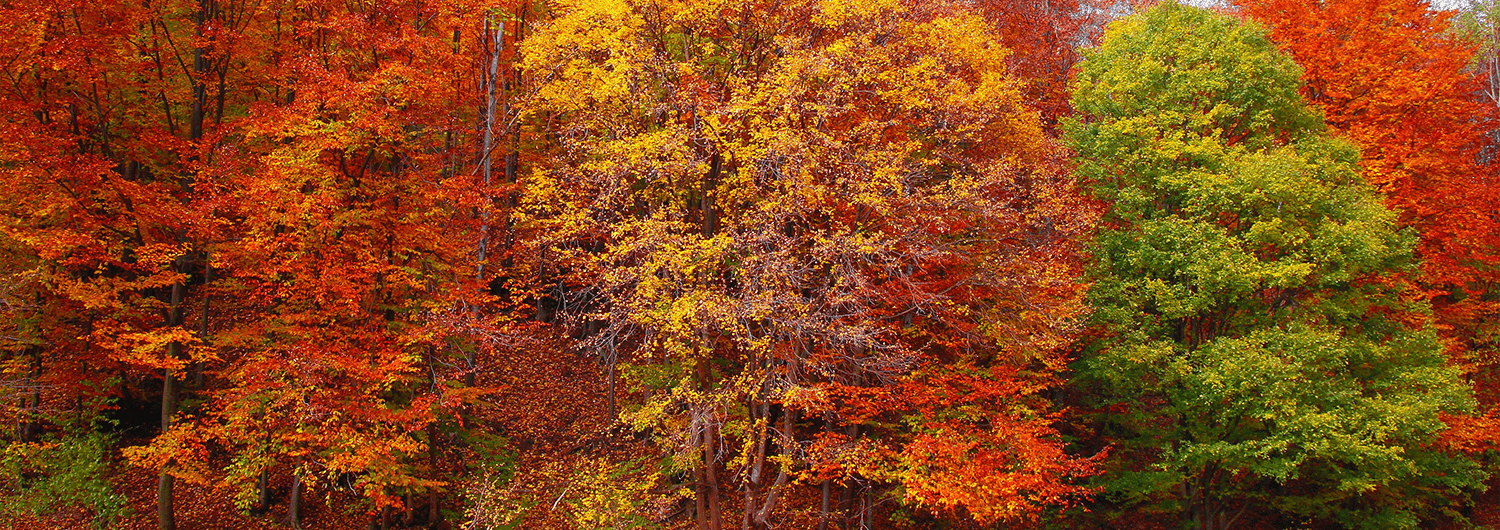 Michigan Autumn Wallpapers - Top Free Michigan Autumn Backgrounds ...