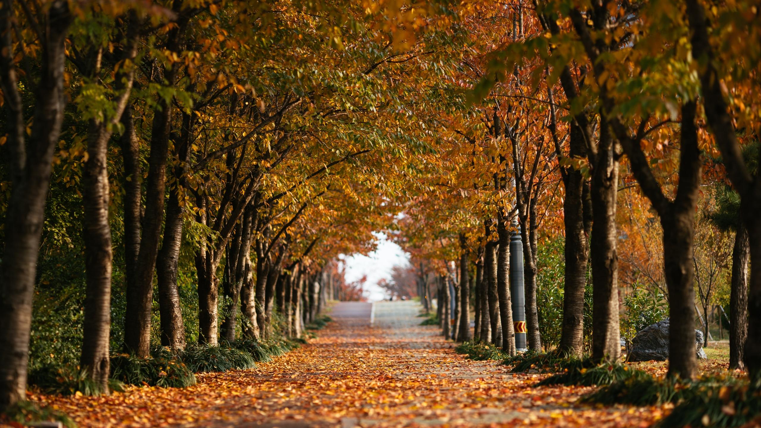 Michigan Autumn Wallpapers - Top Free Michigan Autumn Backgrounds ...