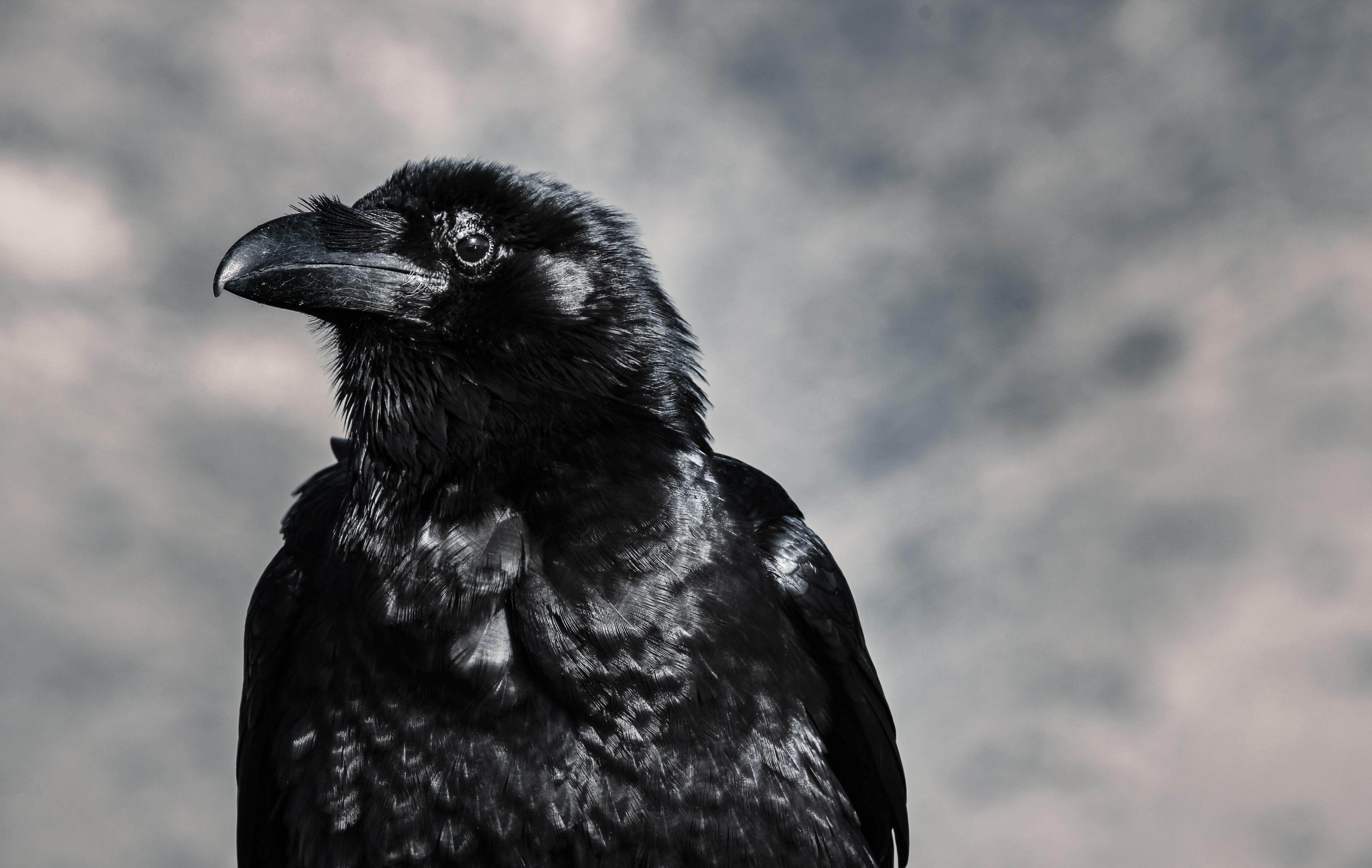 Crow 4K Wallpapers - Top Free Crow 4K Backgrounds - WallpaperAccess