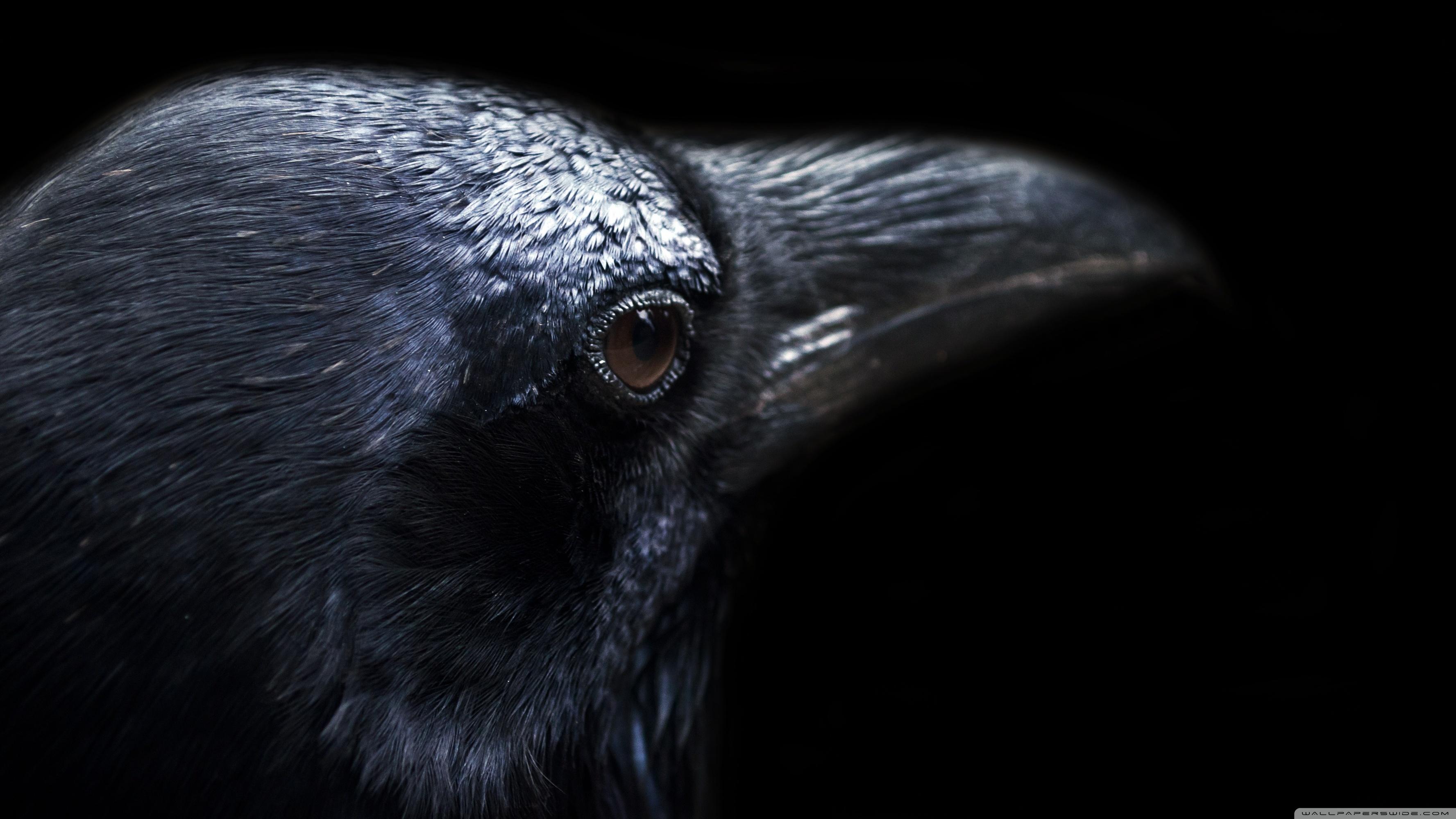 Crow 4K Wallpapers - Top Free Crow 4K Backgrounds - WallpaperAccess