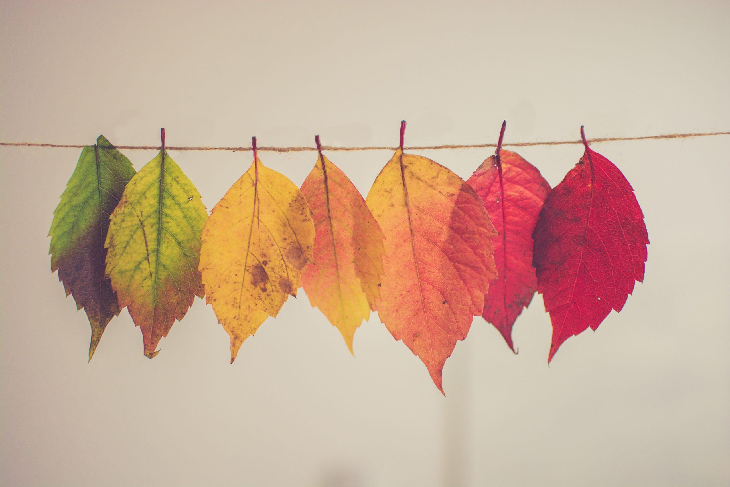 Autumn Minimalist Desktop Wallpapers - Top Free Autumn Minimalist ...
