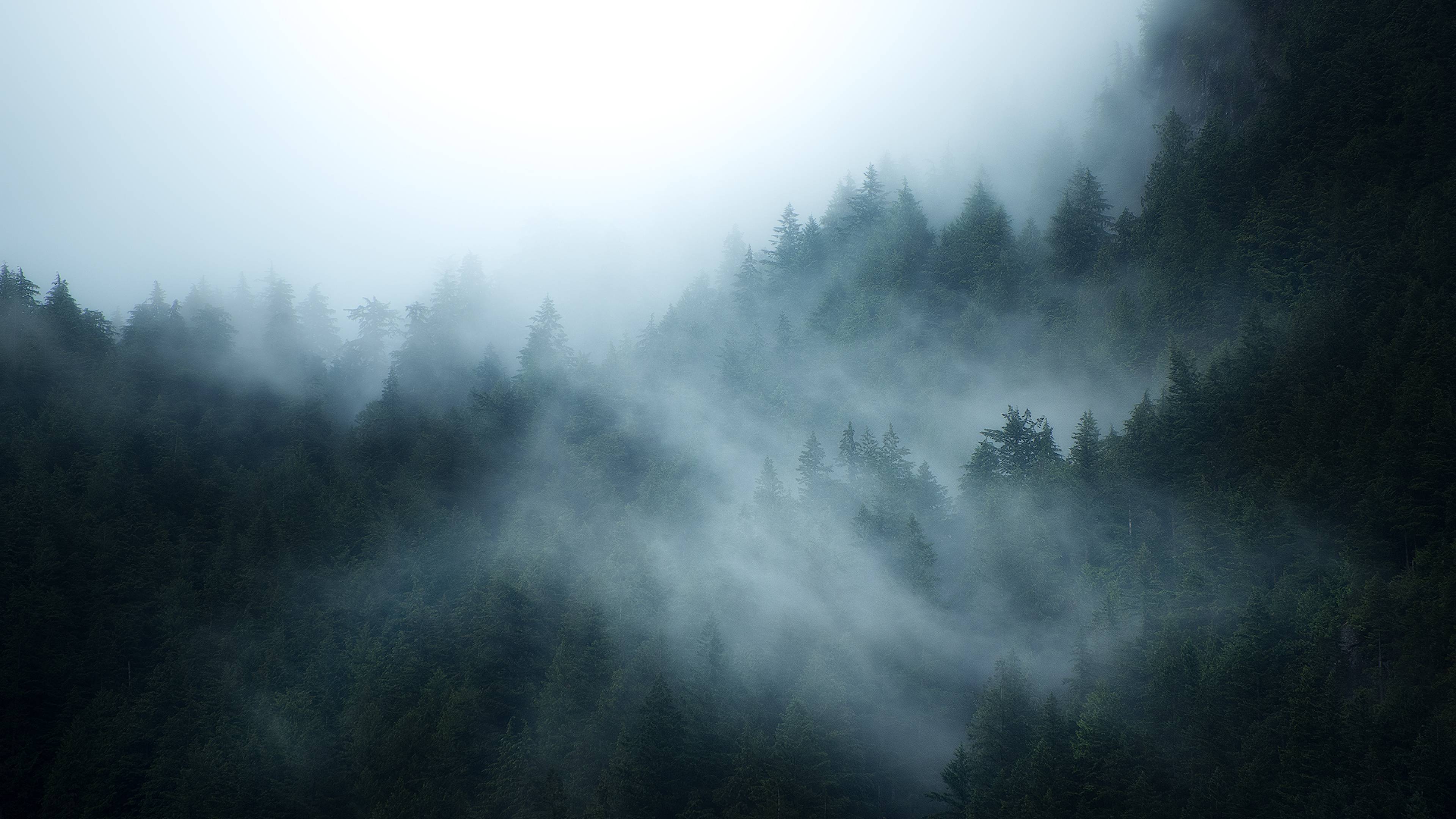 4K Conifer Forest Wallpapers - Top Free 4K Conifer Forest Backgrounds ...
