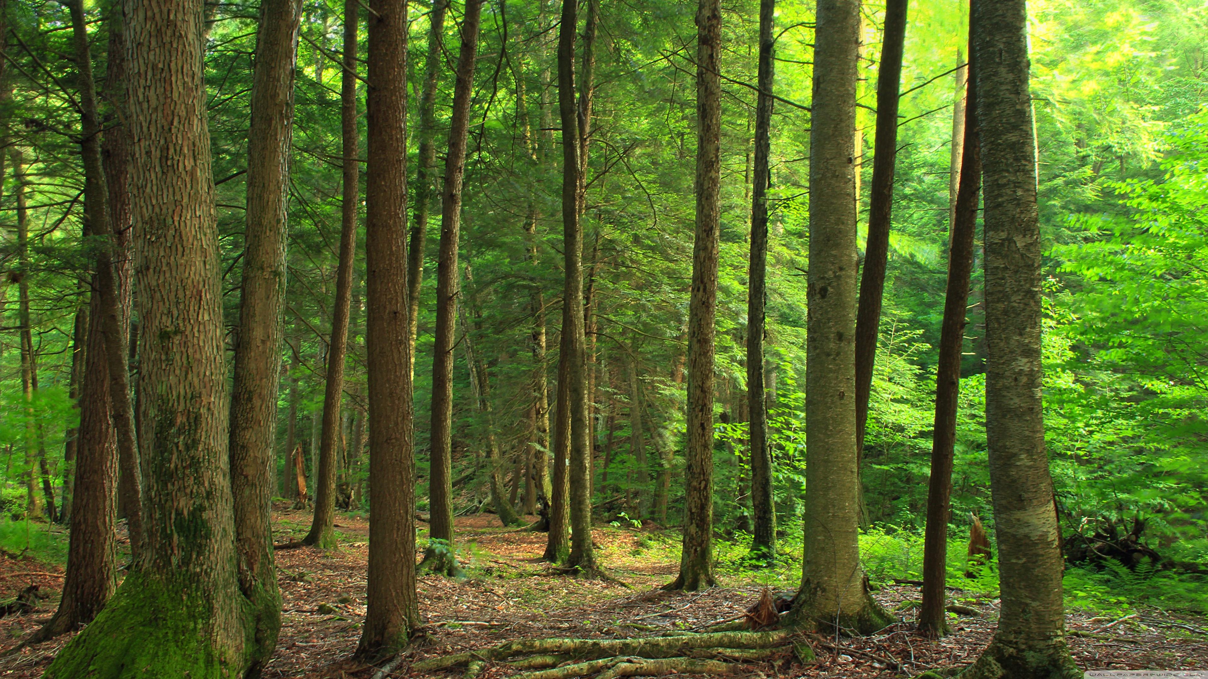 4K Conifer Forest Wallpapers - Top Free 4K Conifer Forest Backgrounds ...