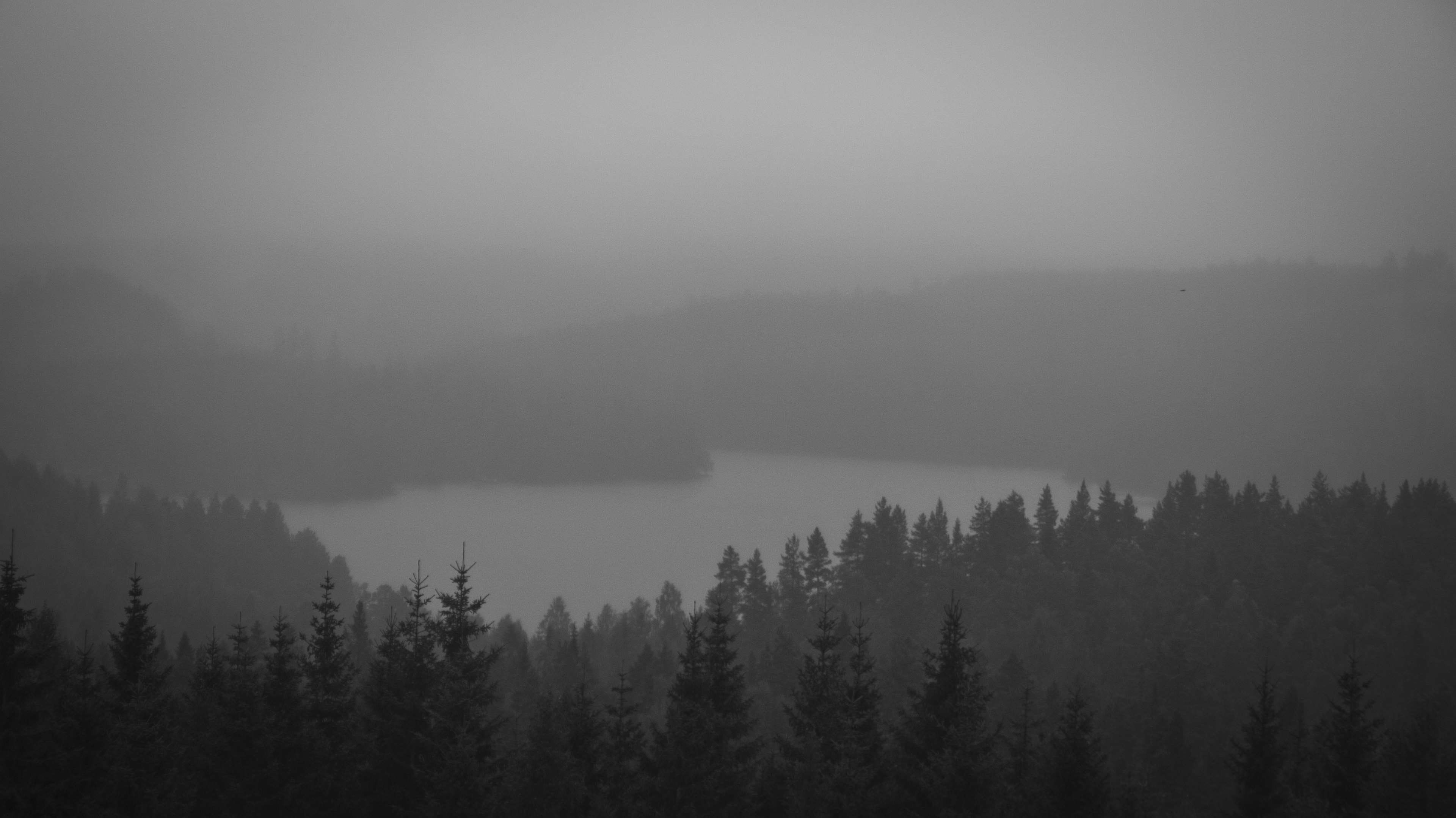 4K Conifer Forest Wallpapers - Top Free 4K Conifer Forest Backgrounds ...